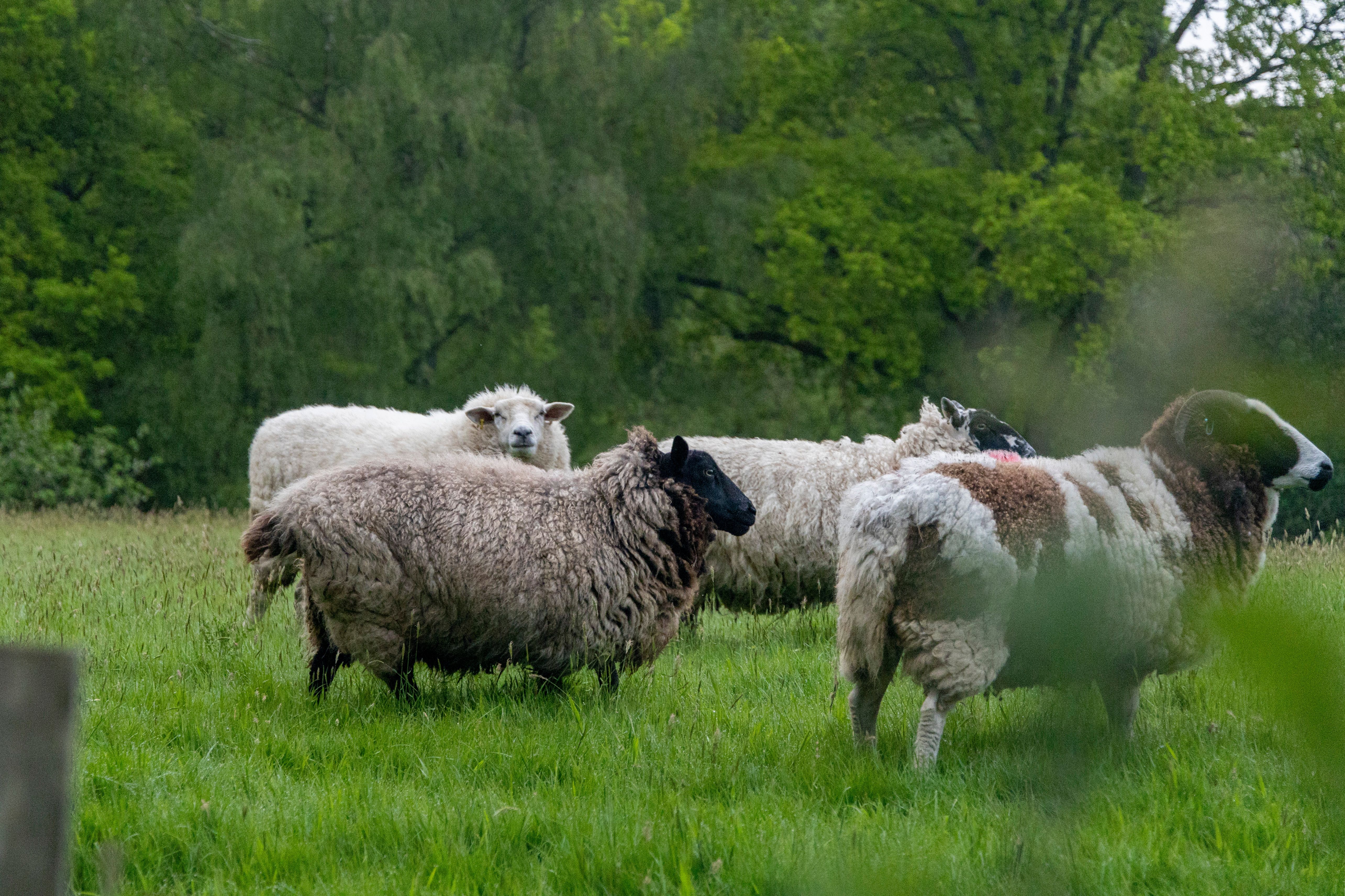 Sheep Stand in Pasture · Free Stock Photo
