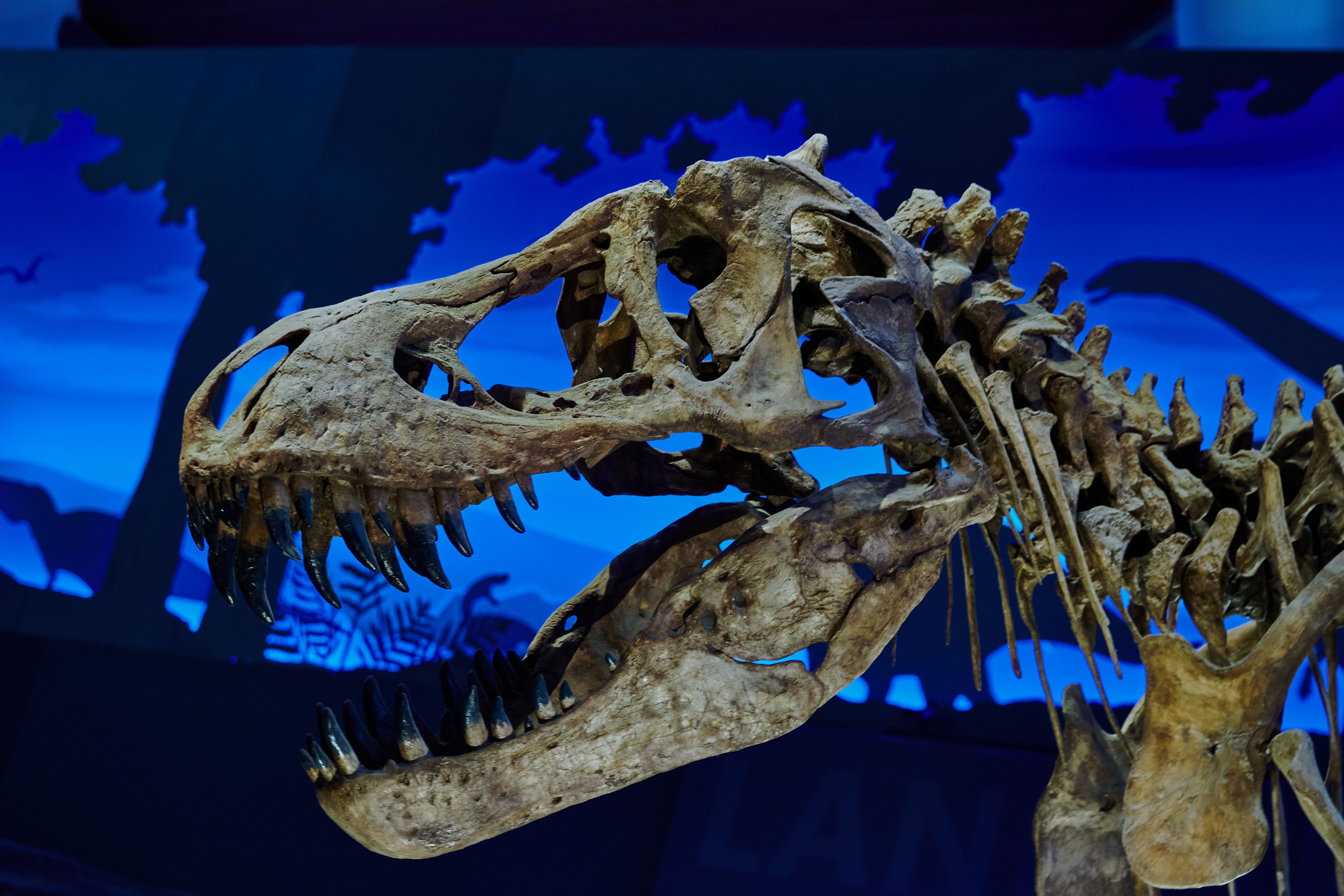 Spinosaurus Hodeskalle