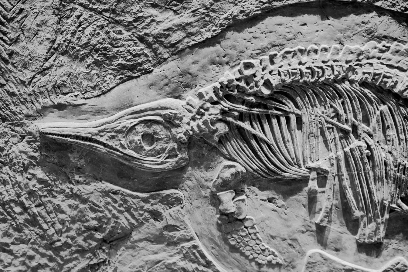 Dogs: Their Fossil Relatives and Evolutionary History