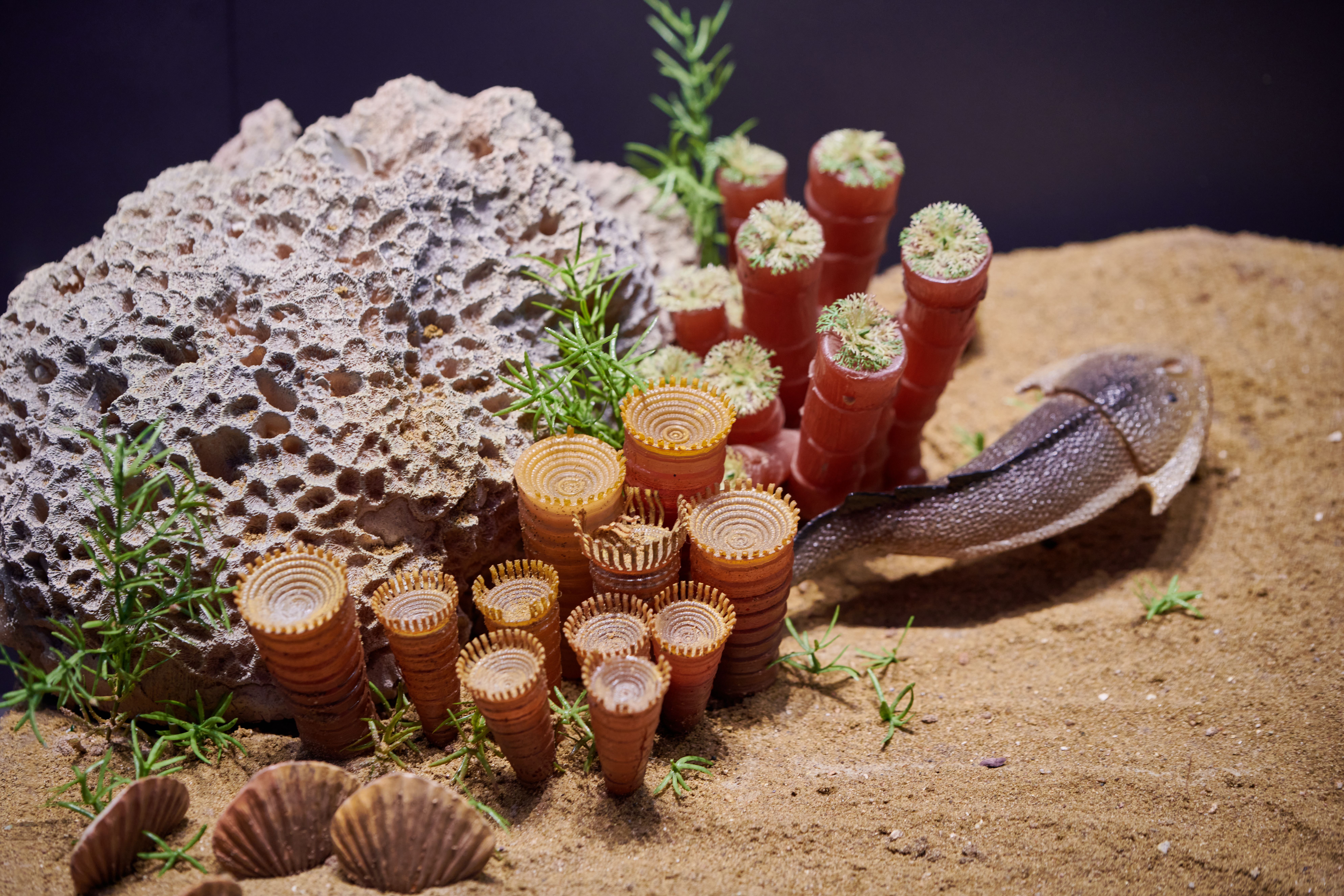Fish, Shells and Plants in Sea · Free Stock Photo