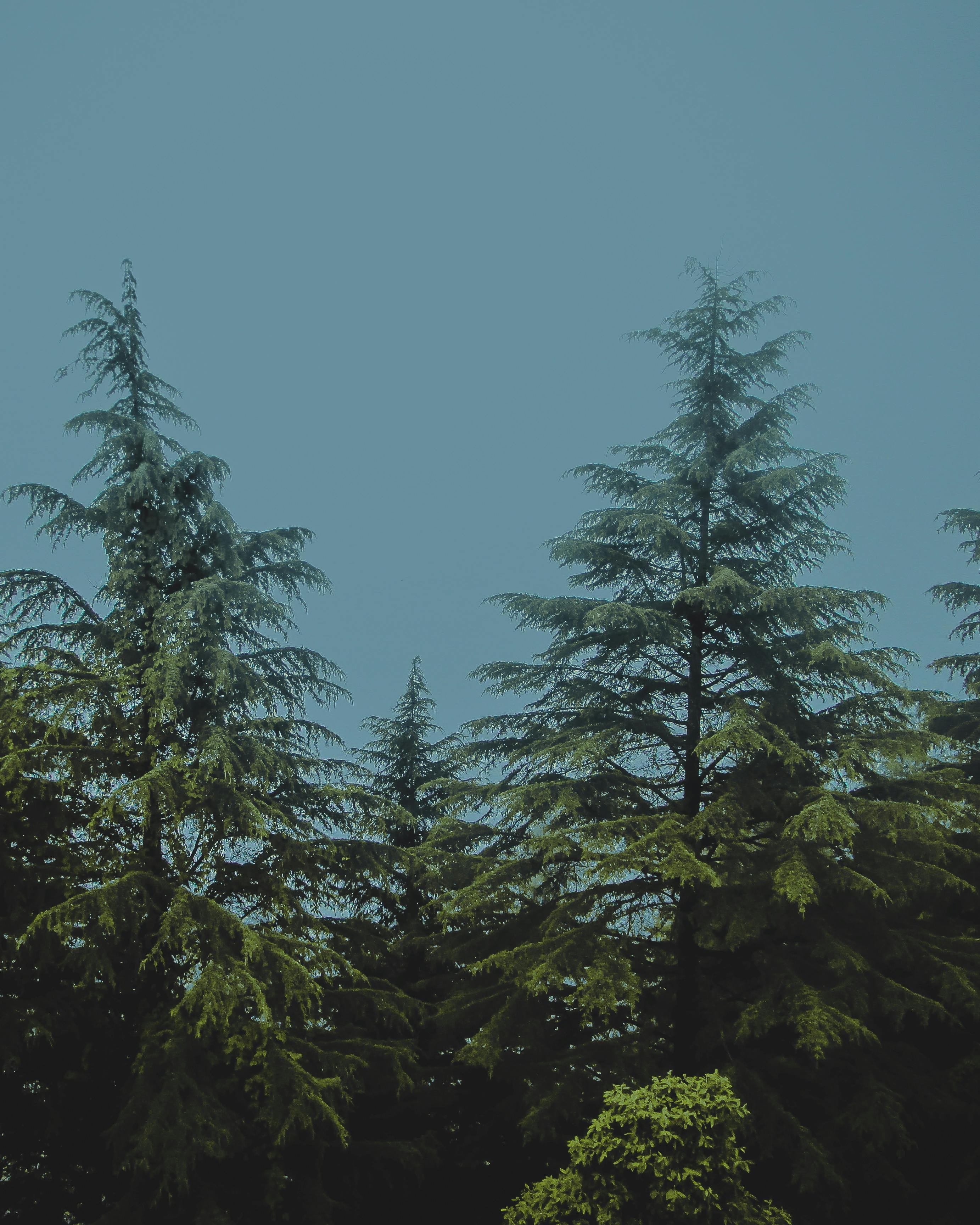 Green Trees · Free Stock Photo