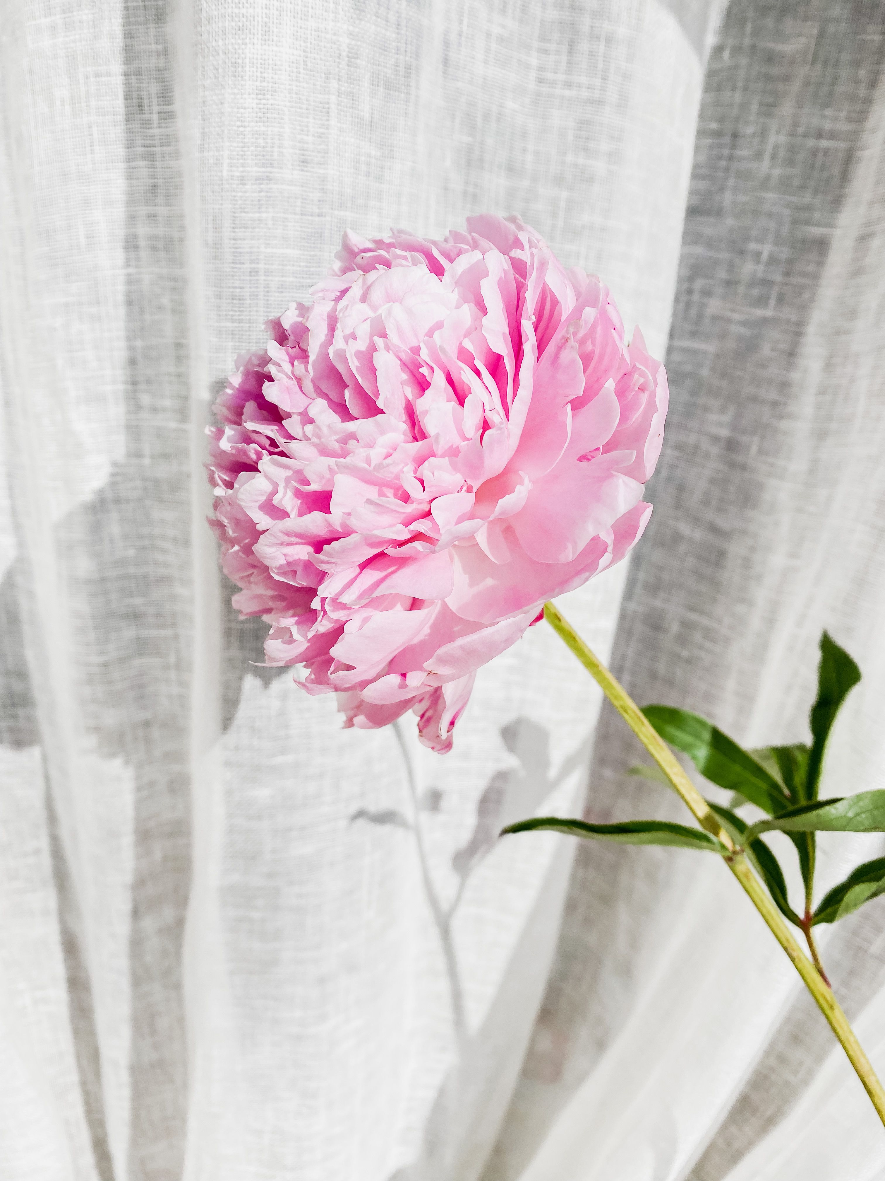 Close-up of a Pink Peony Flower · Free Stock Photo