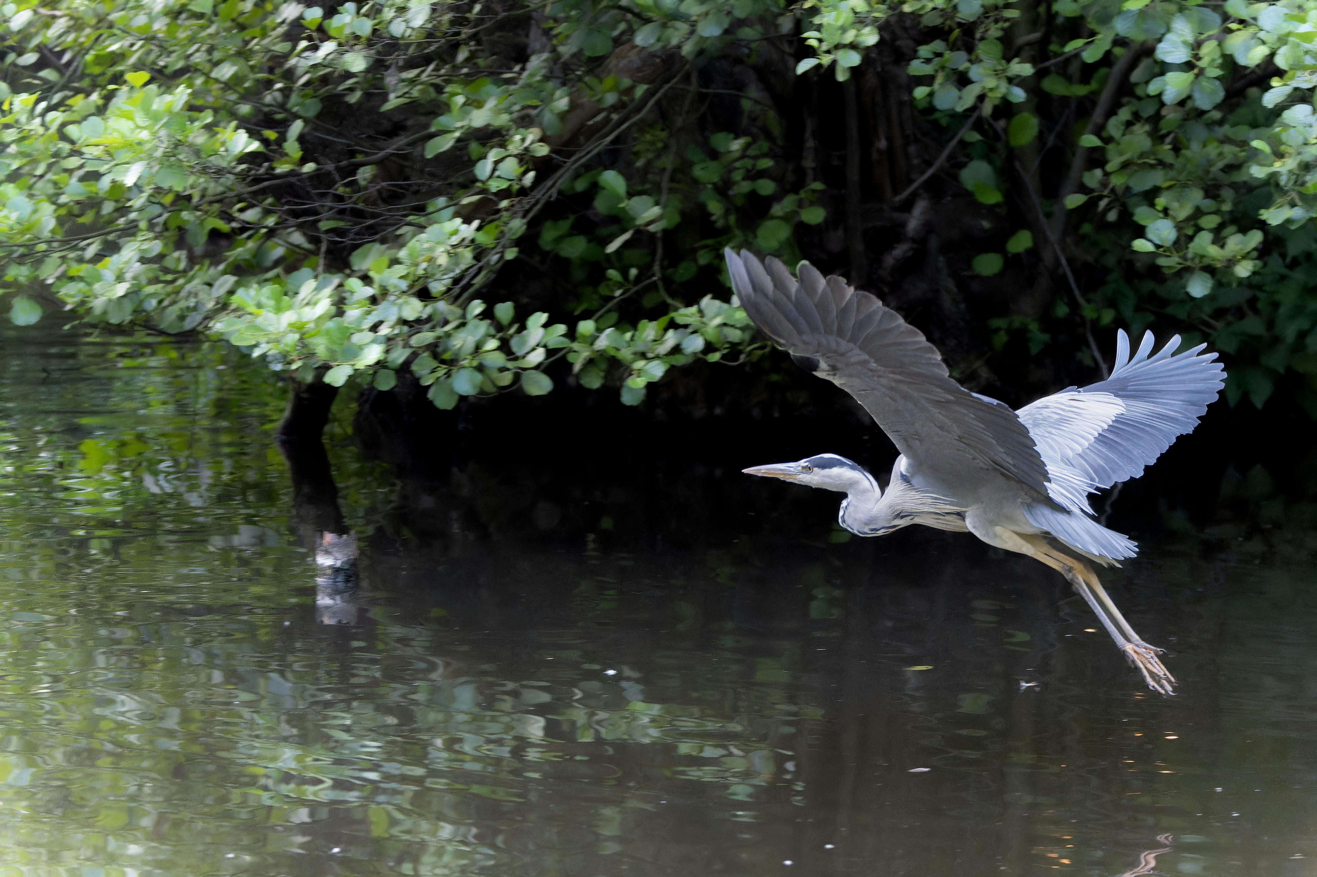 Crane Flying over River · Free Stock Photo