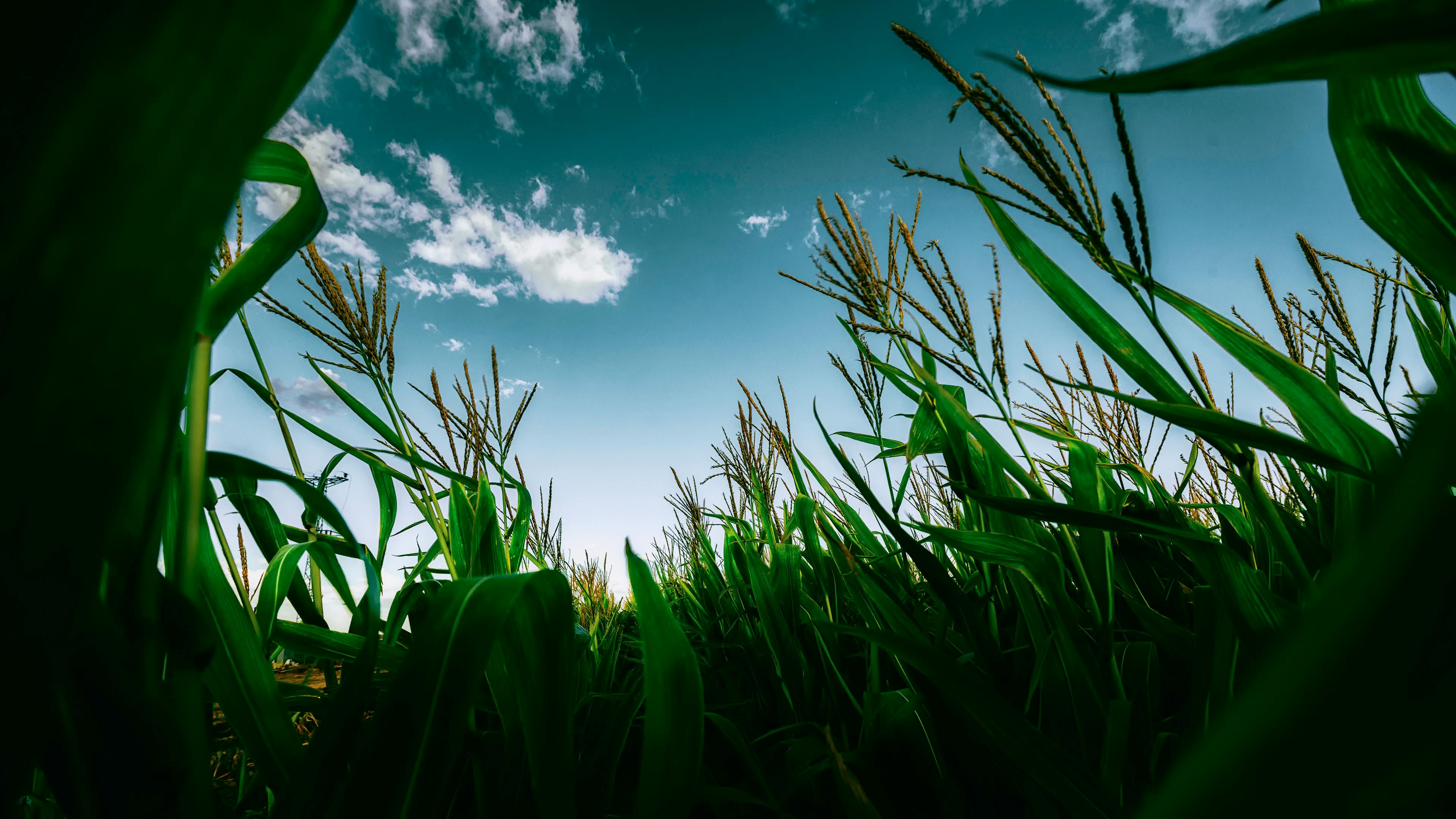 Silhouette Photography of Green Crops · Free Stock Photo