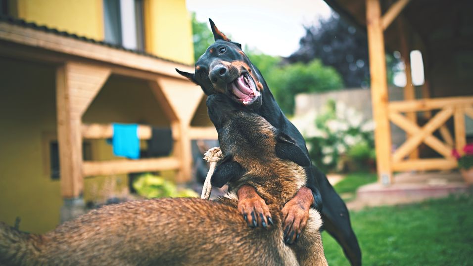 Doberman Military Dogs: Valor and Loyalty on the Battlefield