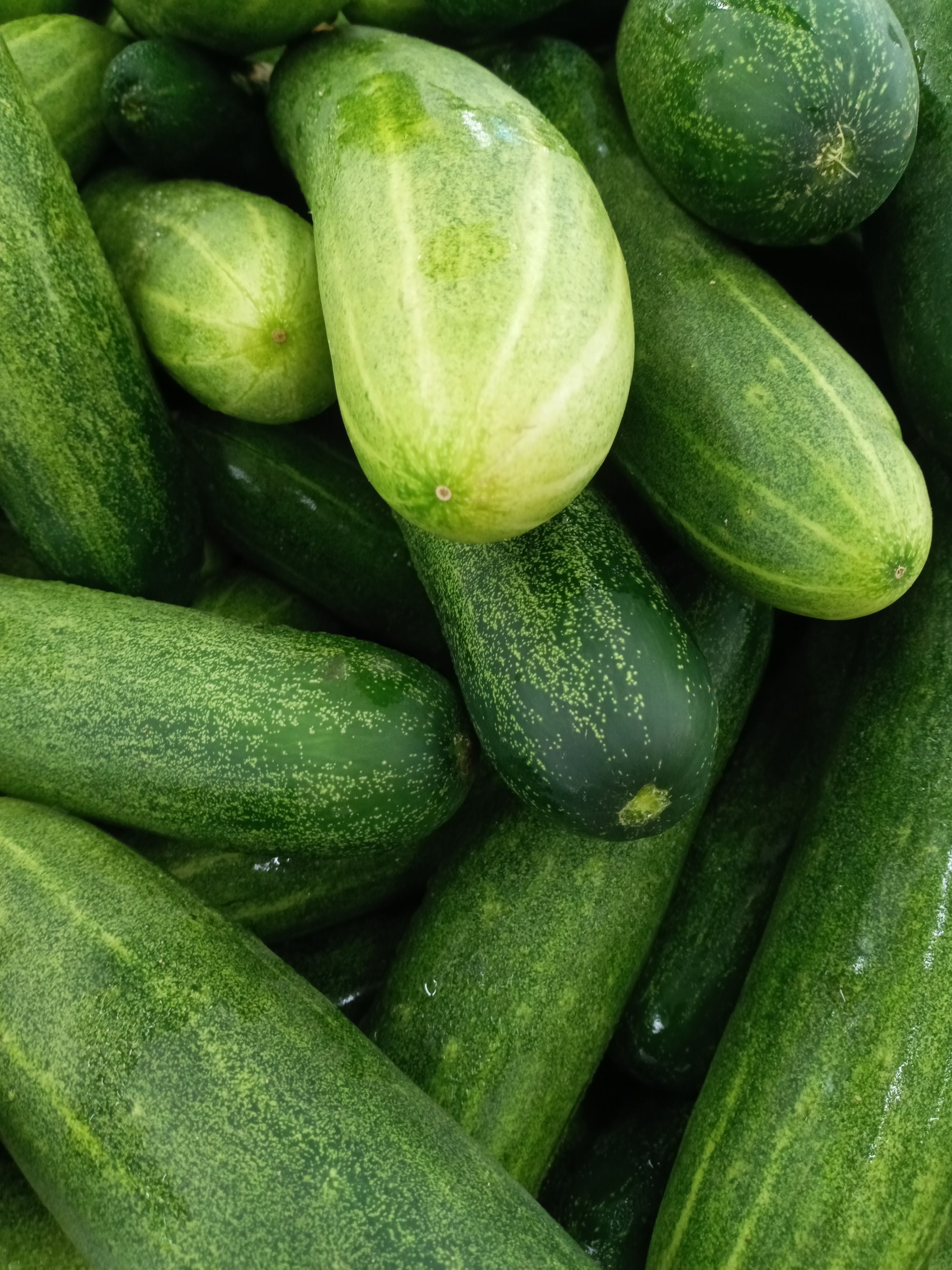 Close up of Cucumbers · Free Stock Photo