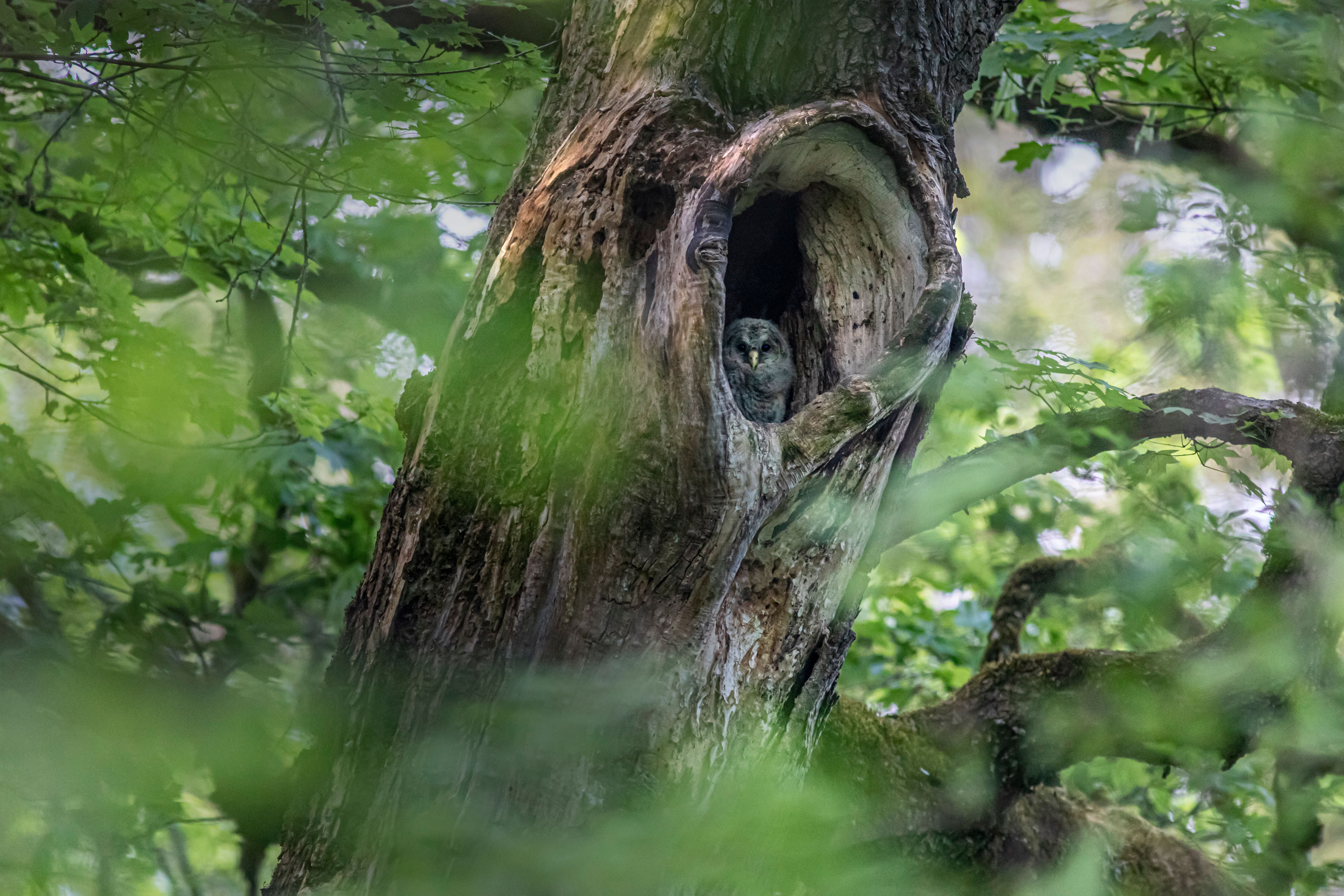Owl Hiding in a Tree Hollow · Free Stock Photo