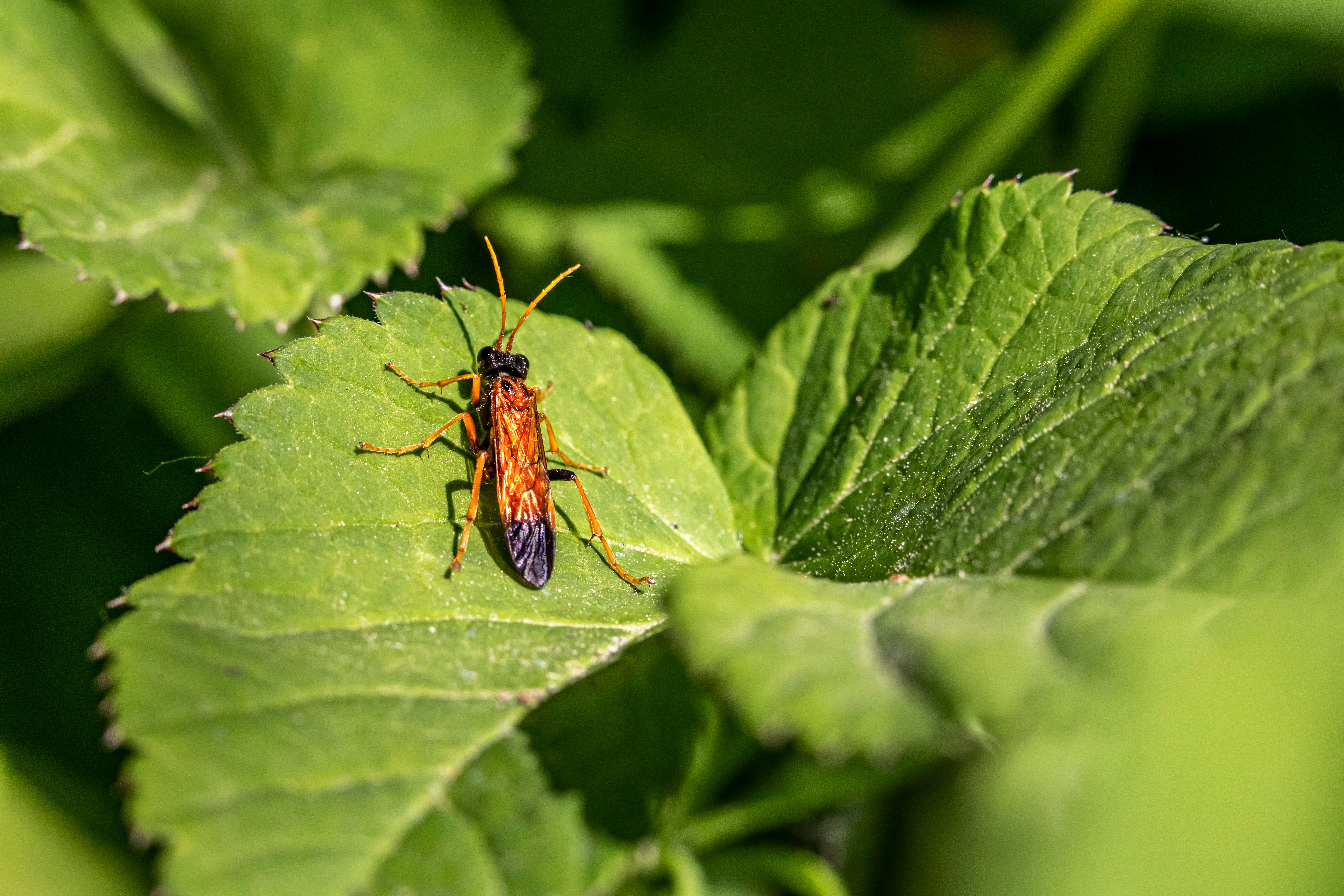 Sawfly on Green Leaf · Free Stock Photo