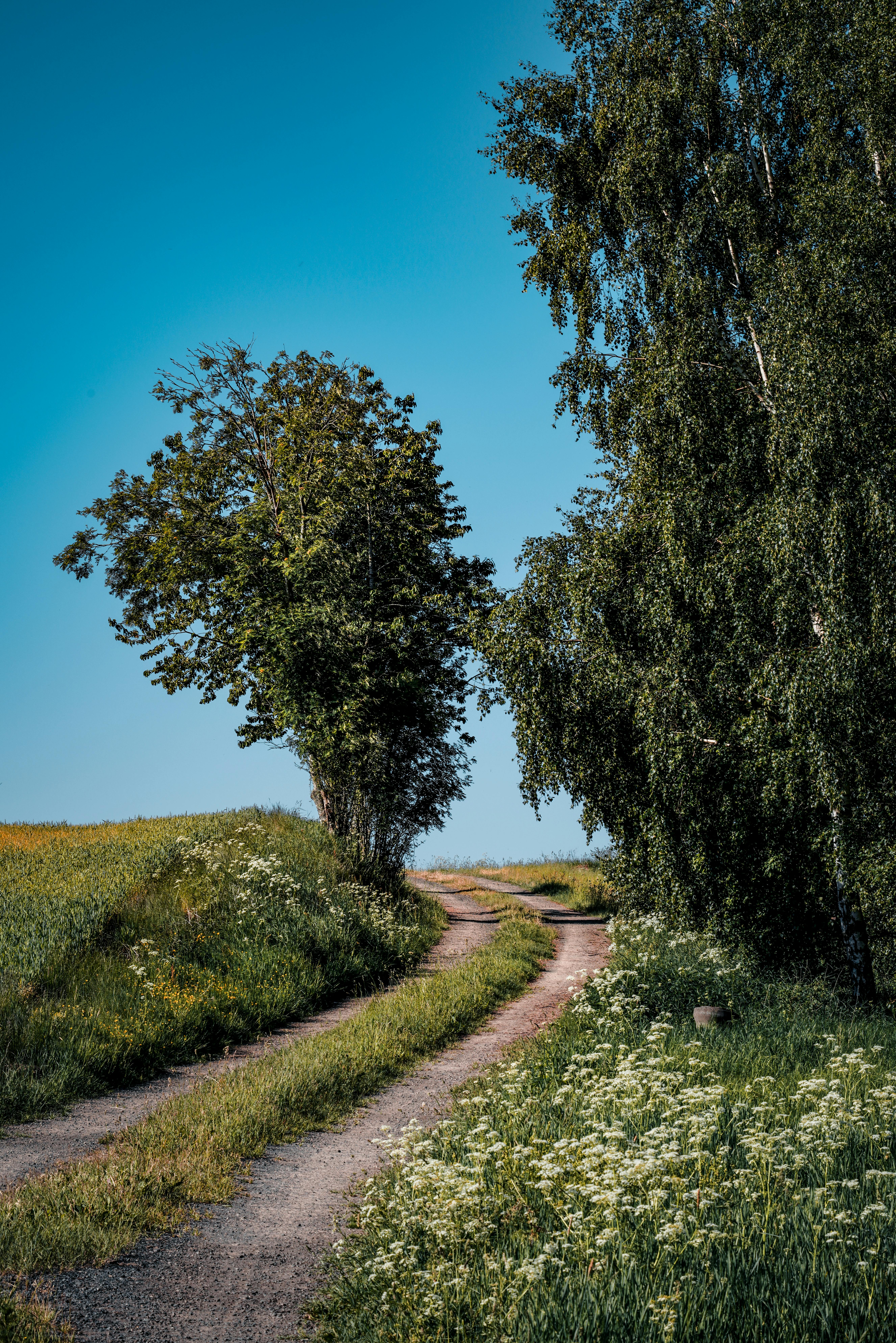 Curved Road between Trees · Free Stock Photo