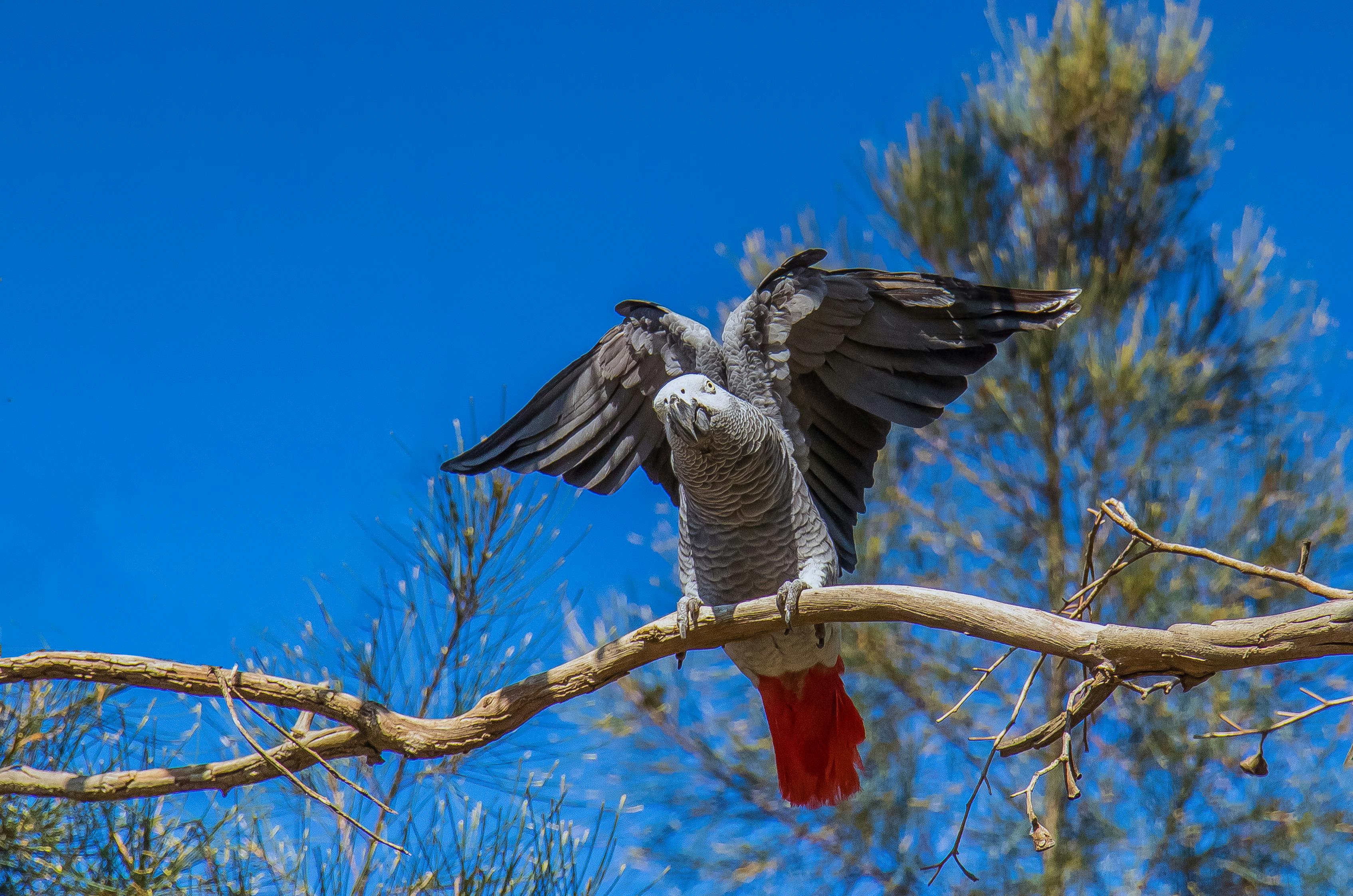 Close-Up Shot of a Parrot Perched on a Branch · Free Stock Photo