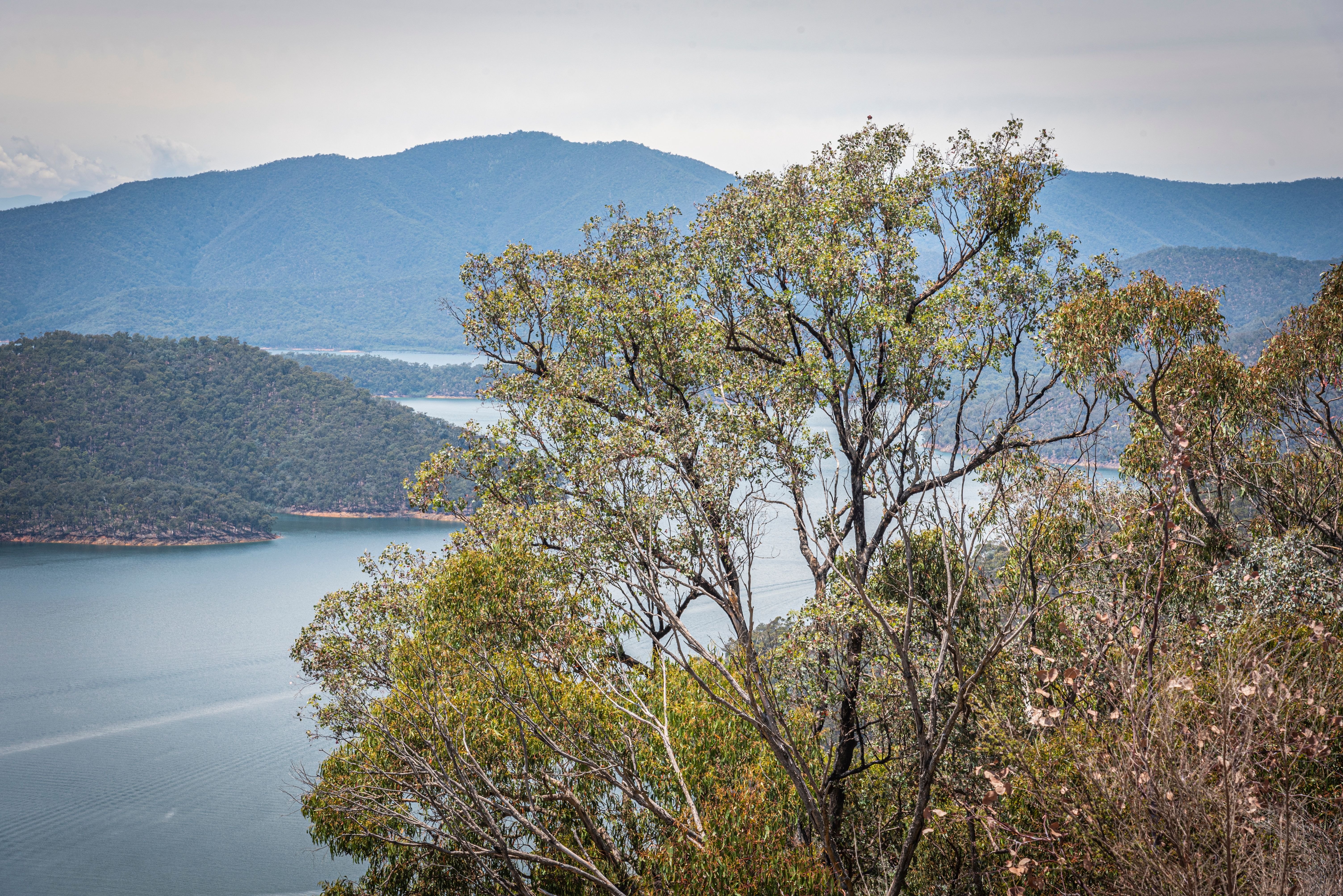 Trees over River · Free Stock Photo