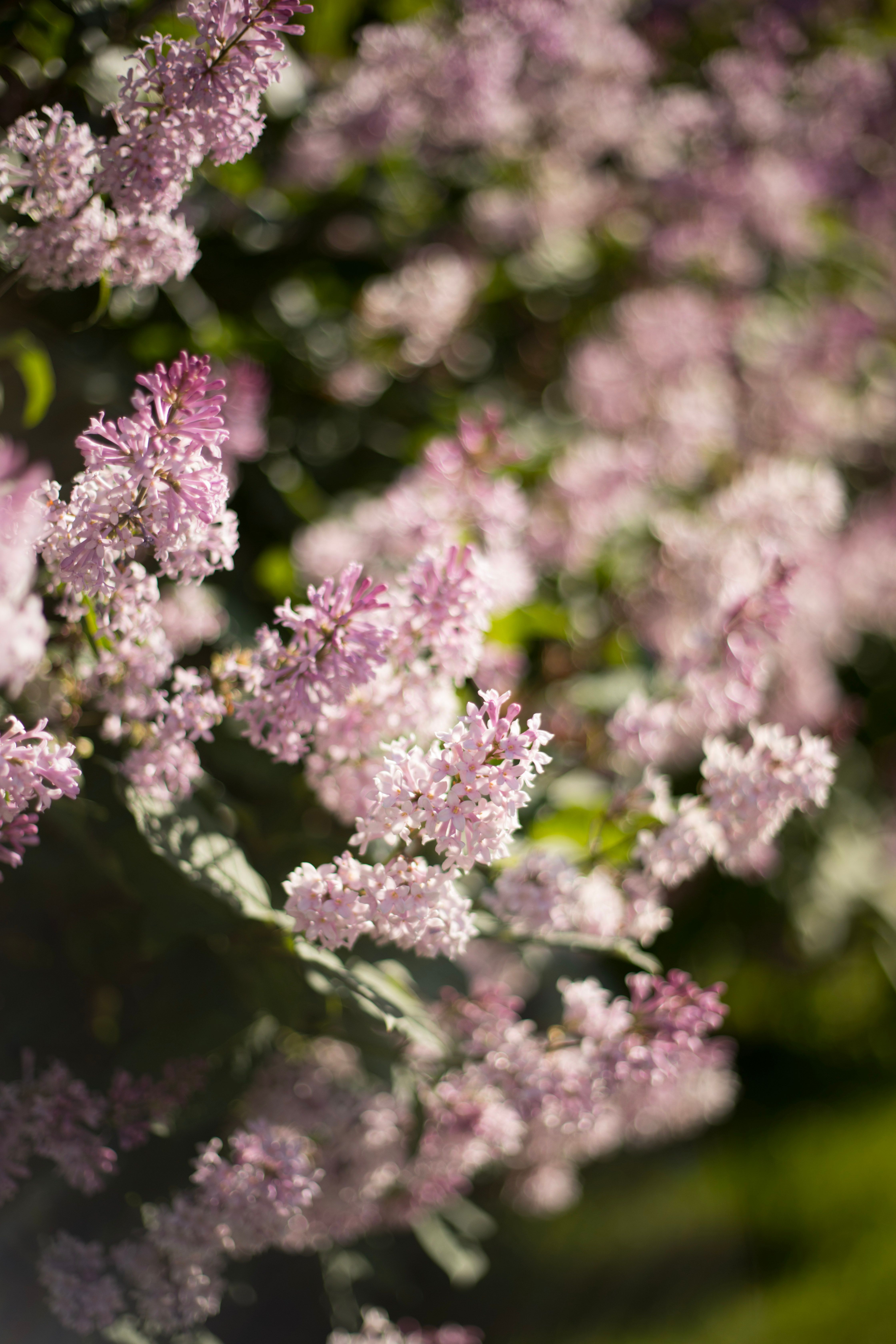 Portrait of Girl with Bouquet of Lilac · Free Stock Photo