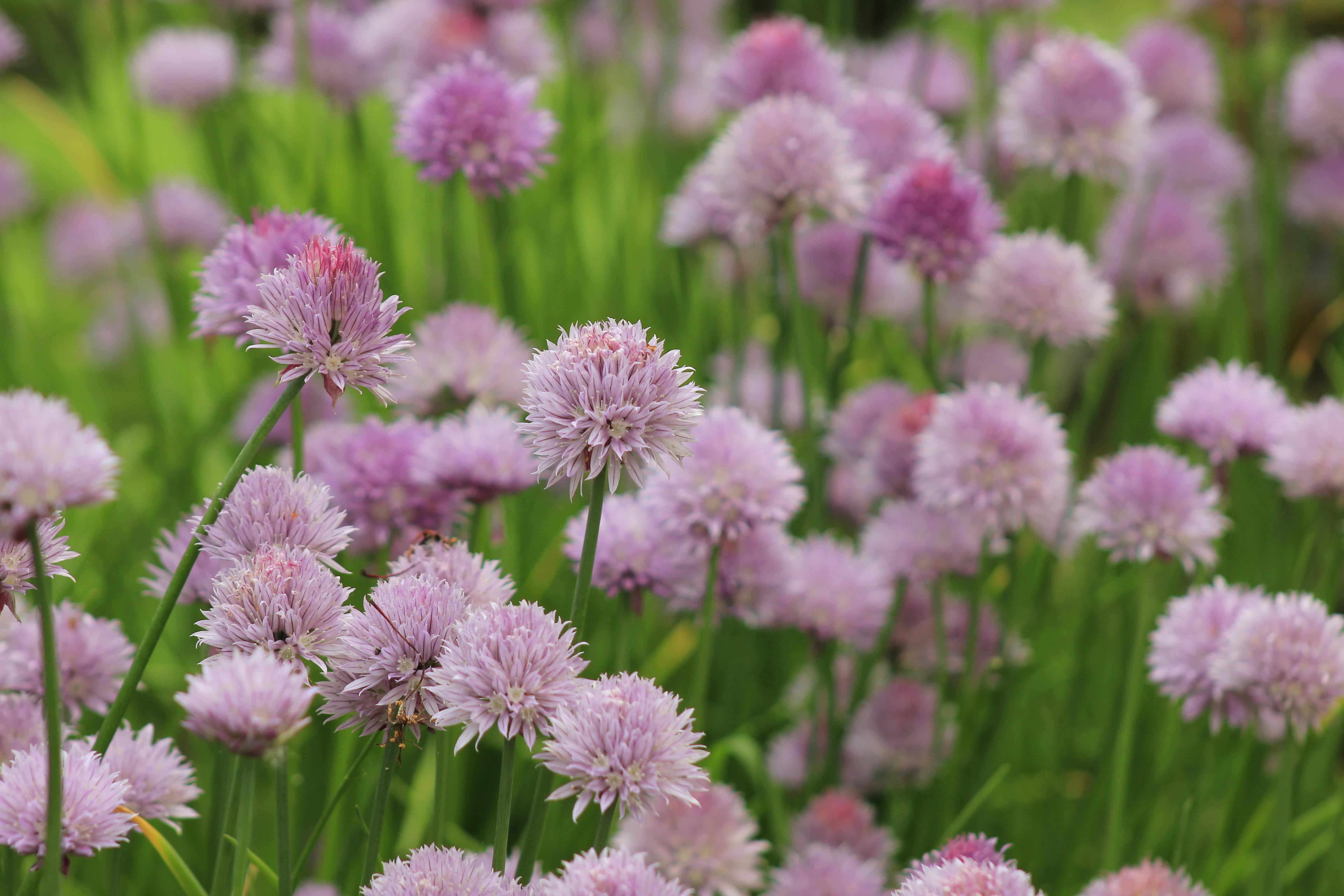 alex ohan - Photography