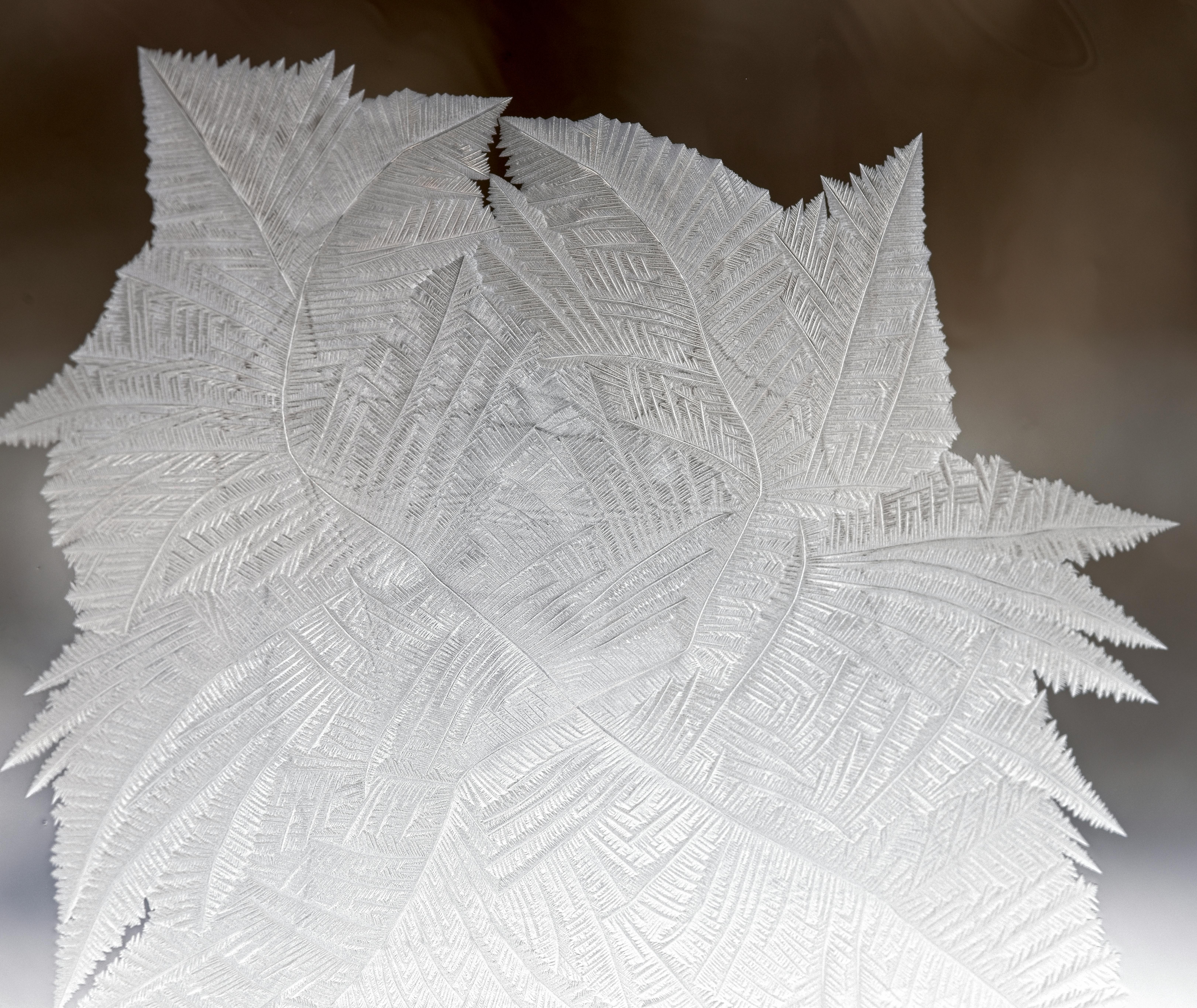 Ice Leaves Photos, Download The BEST Free Ice Leaves Stock Photos & HD ...