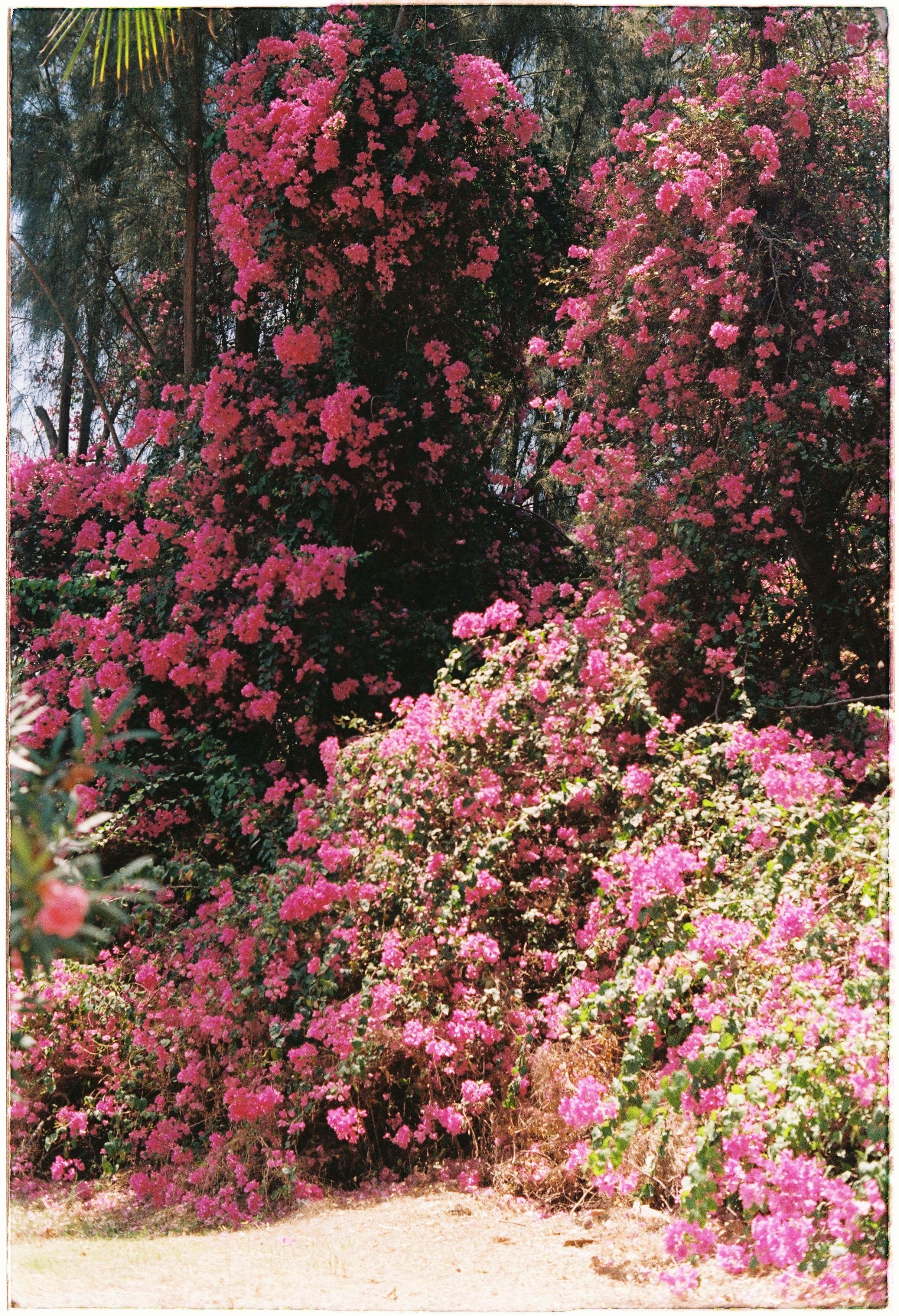 Buisson D'azalée Rose En Fleurs · Photo gratuite