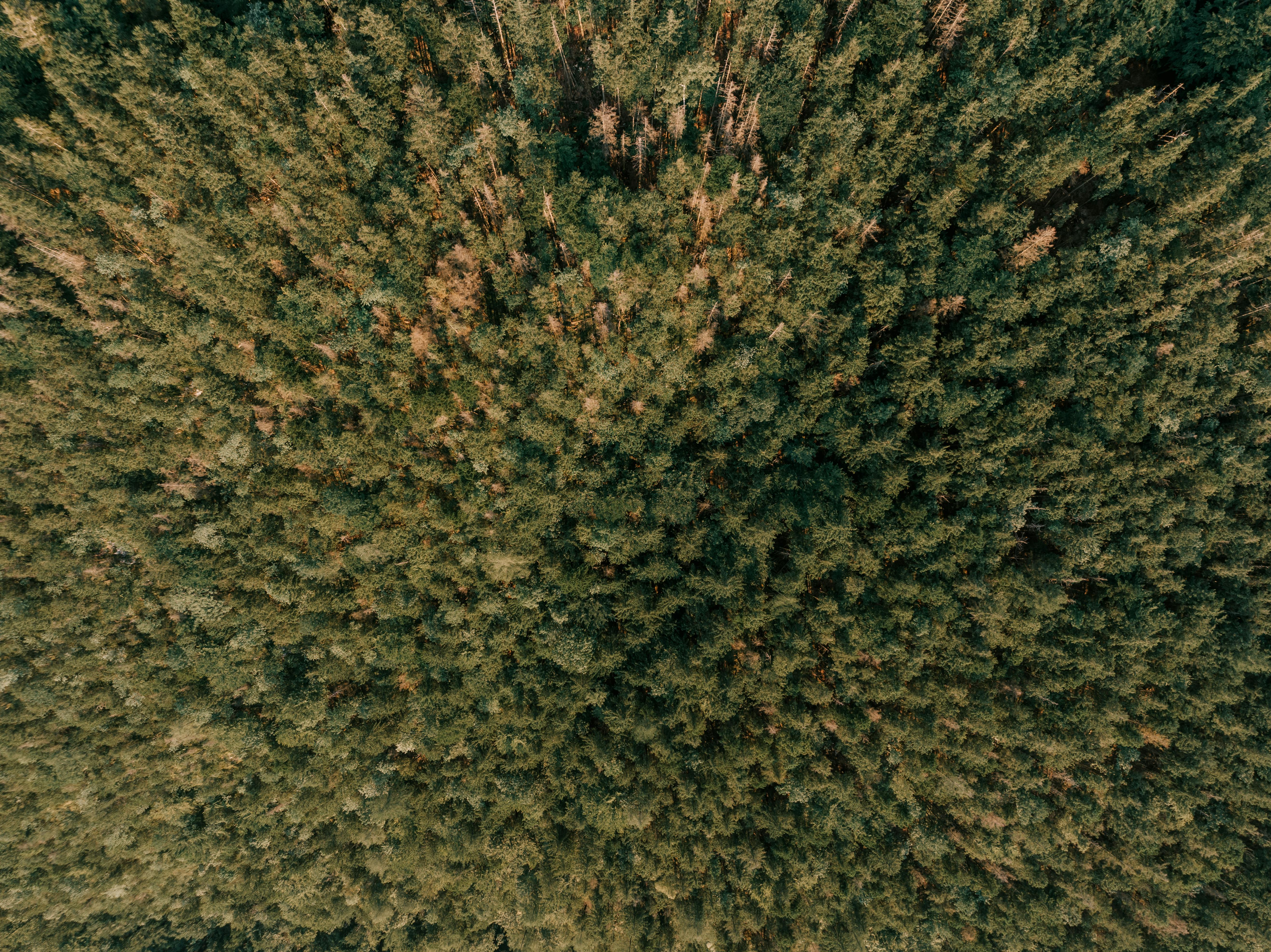 Drone Shot of Trees · Free Stock Photo