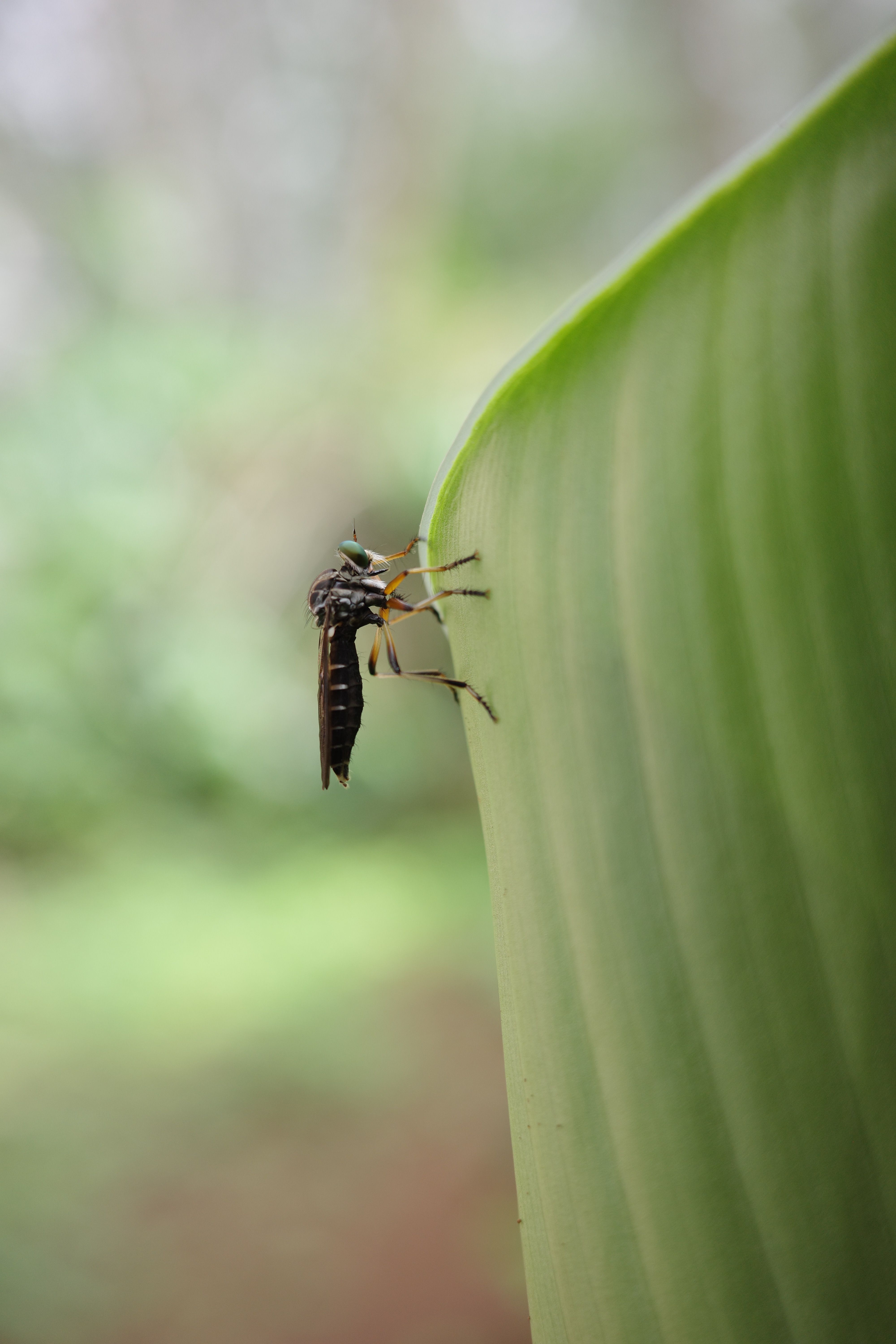 Neomochtherus Fly Sitting on Leaf · Free Stock Photo