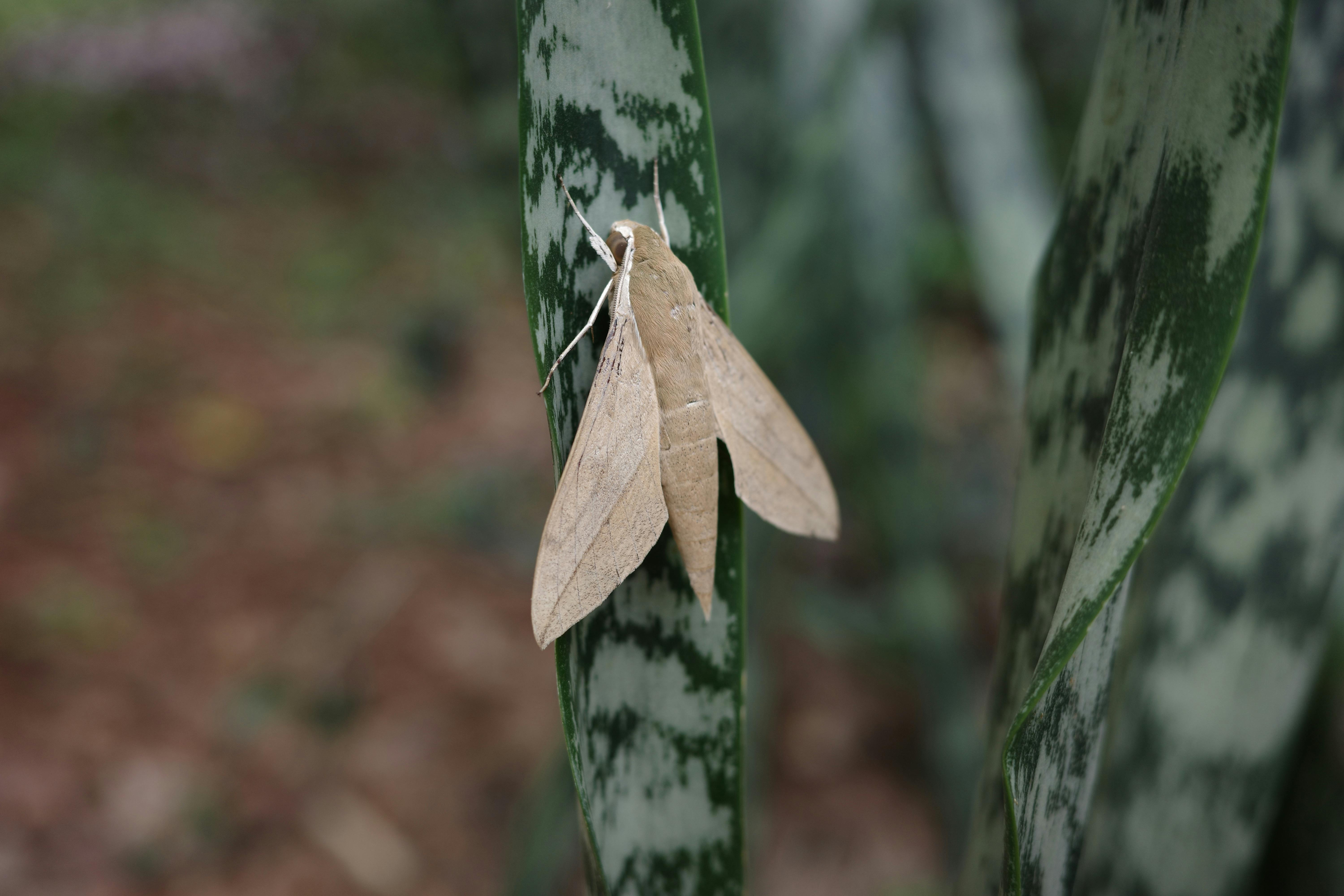 Close up of Moth on Leaf · Free Stock Photo