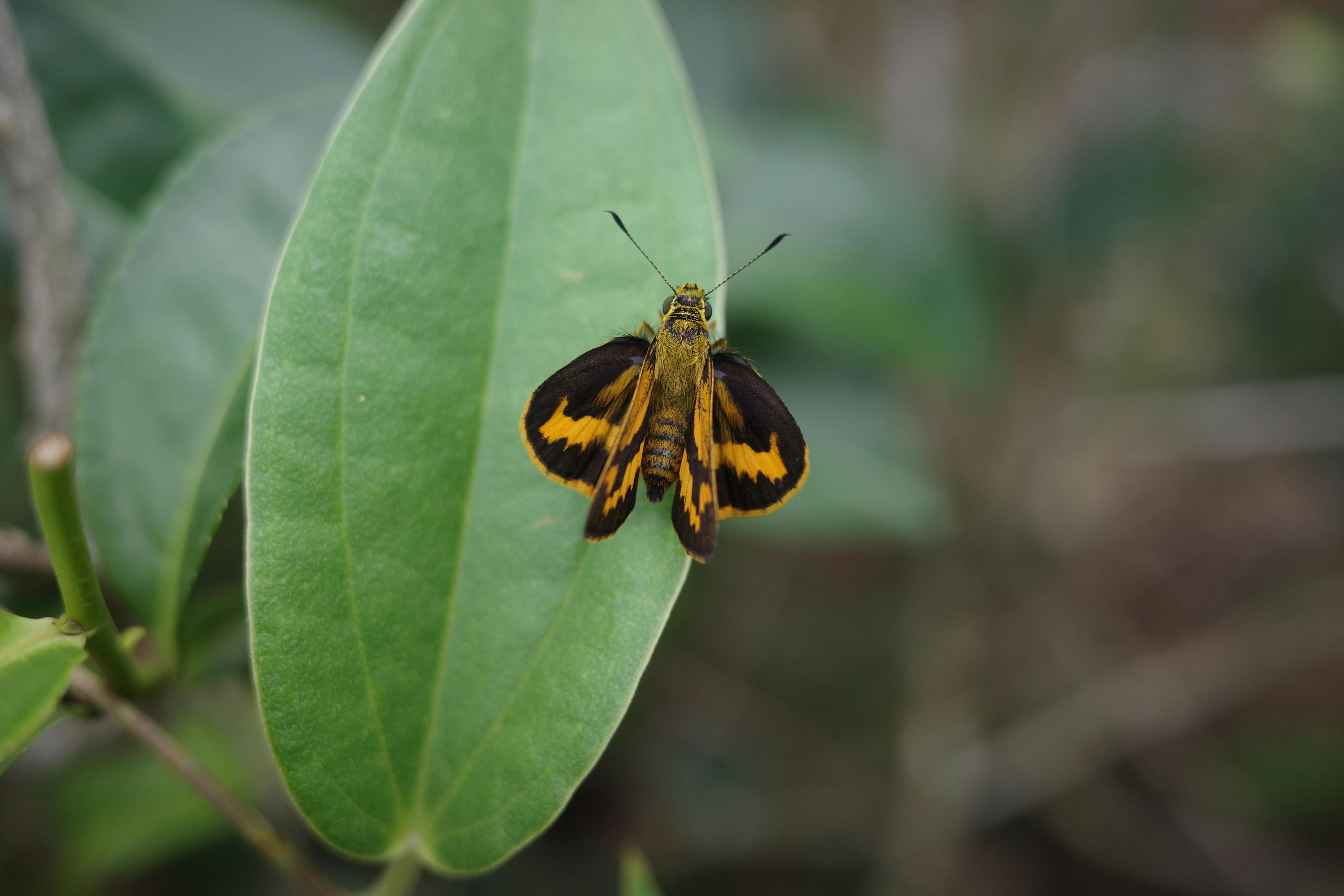 Lesser Dart Photos, Download The BEST Free Lesser Dart Stock Photos ...