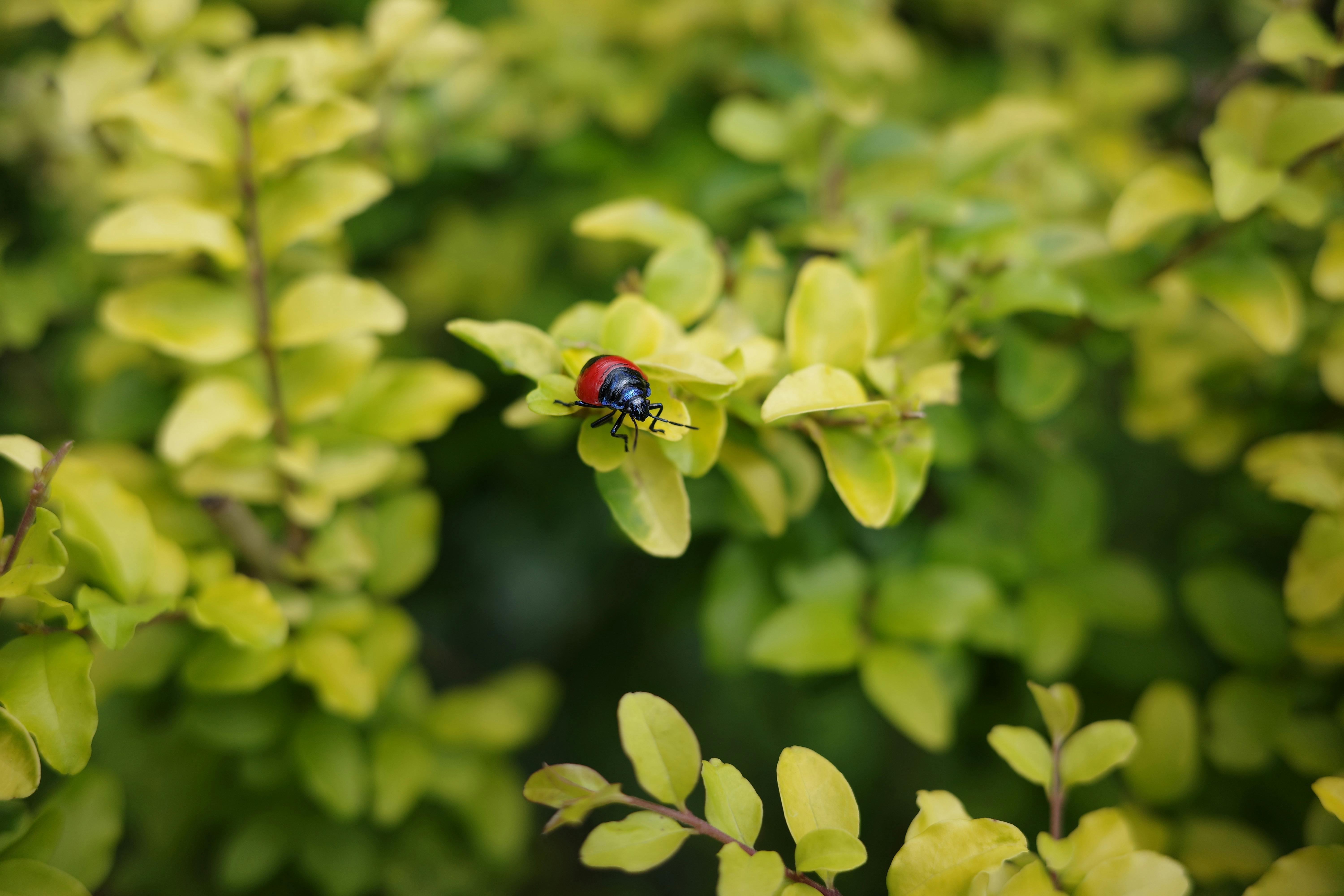 Social Insect Photos, Download The BEST Free Social Insect Stock Photos ...