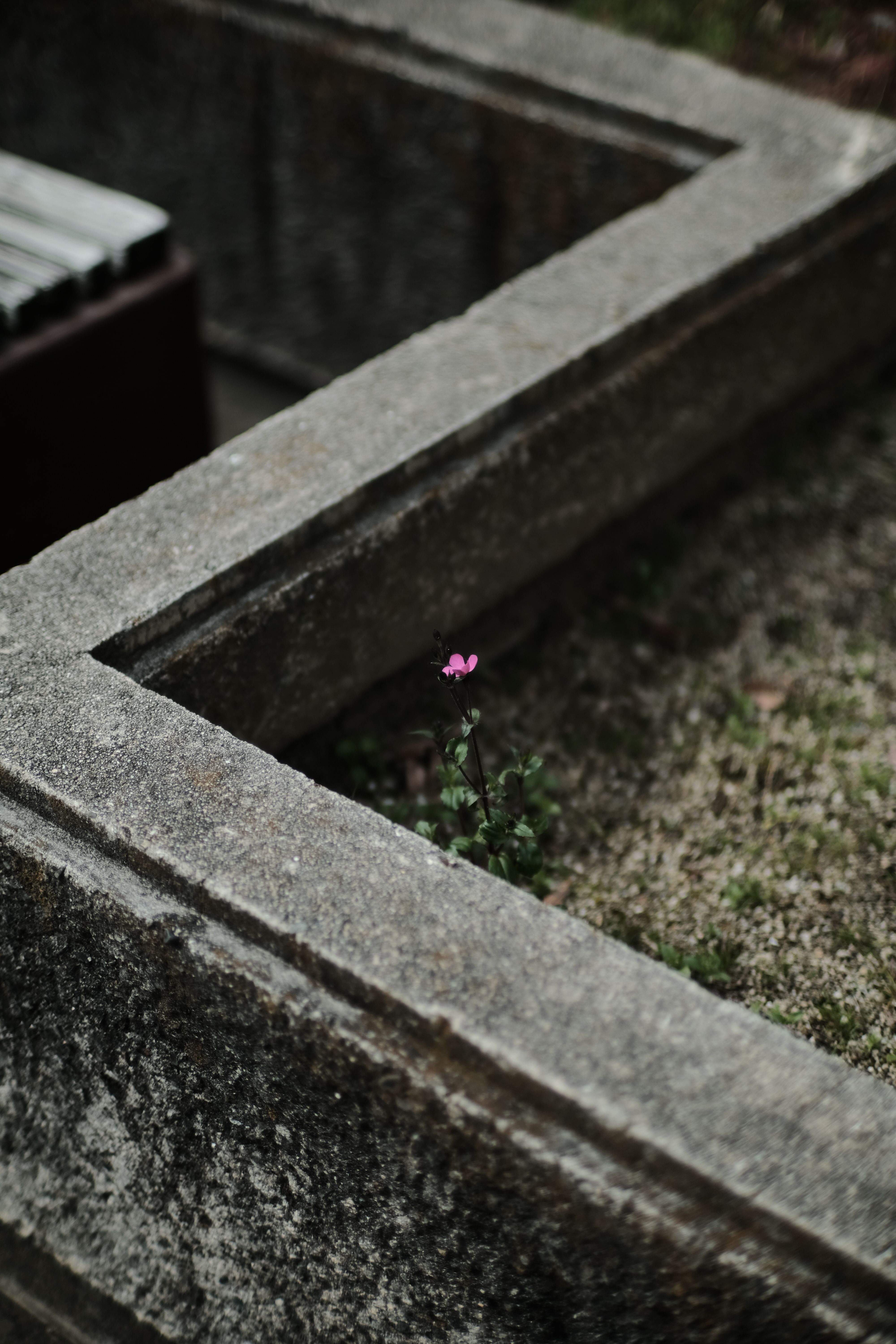 Flower behind Wall · Free Stock Photo