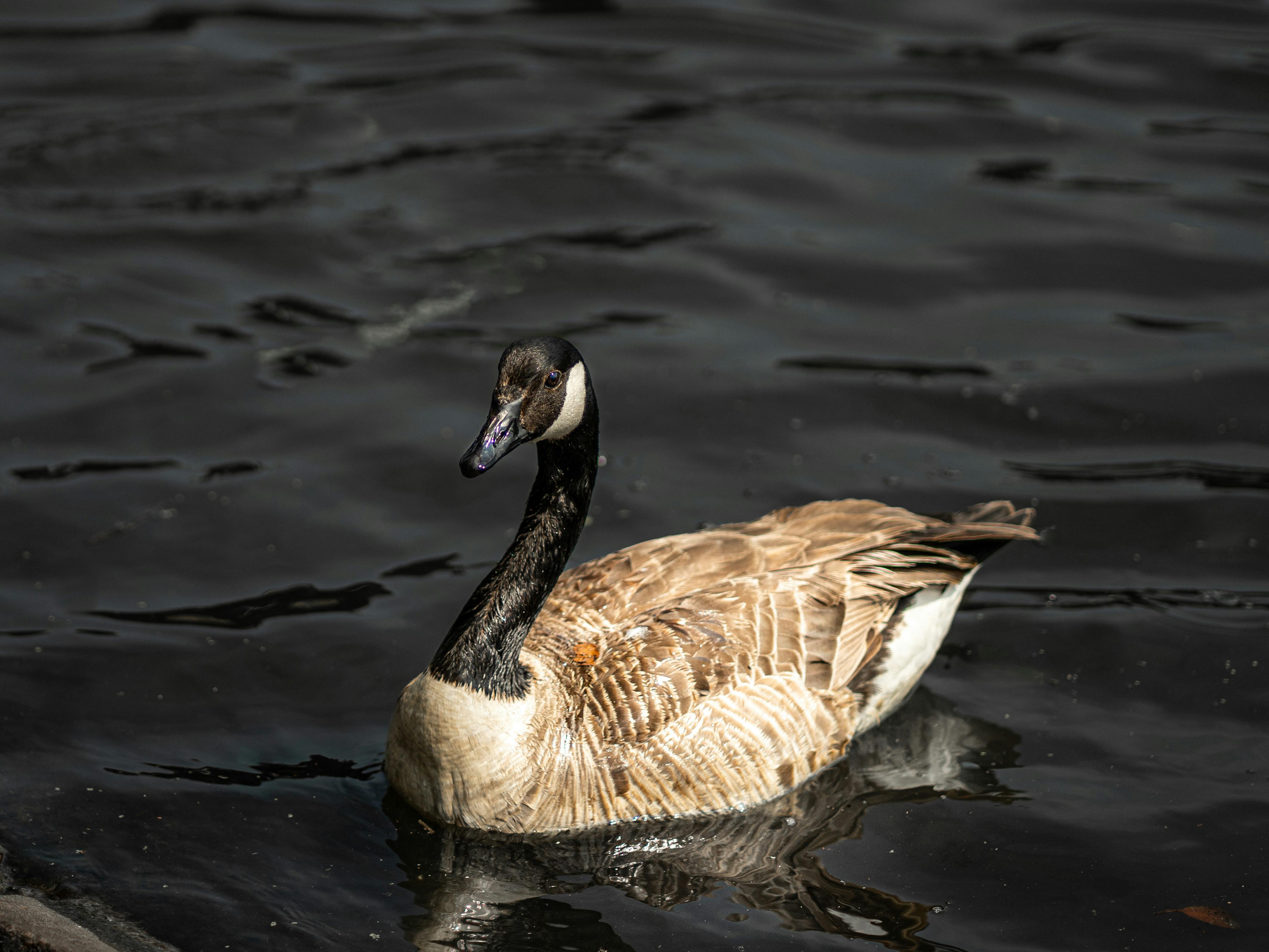 Swan Sailing in Water · Free Stock Photo