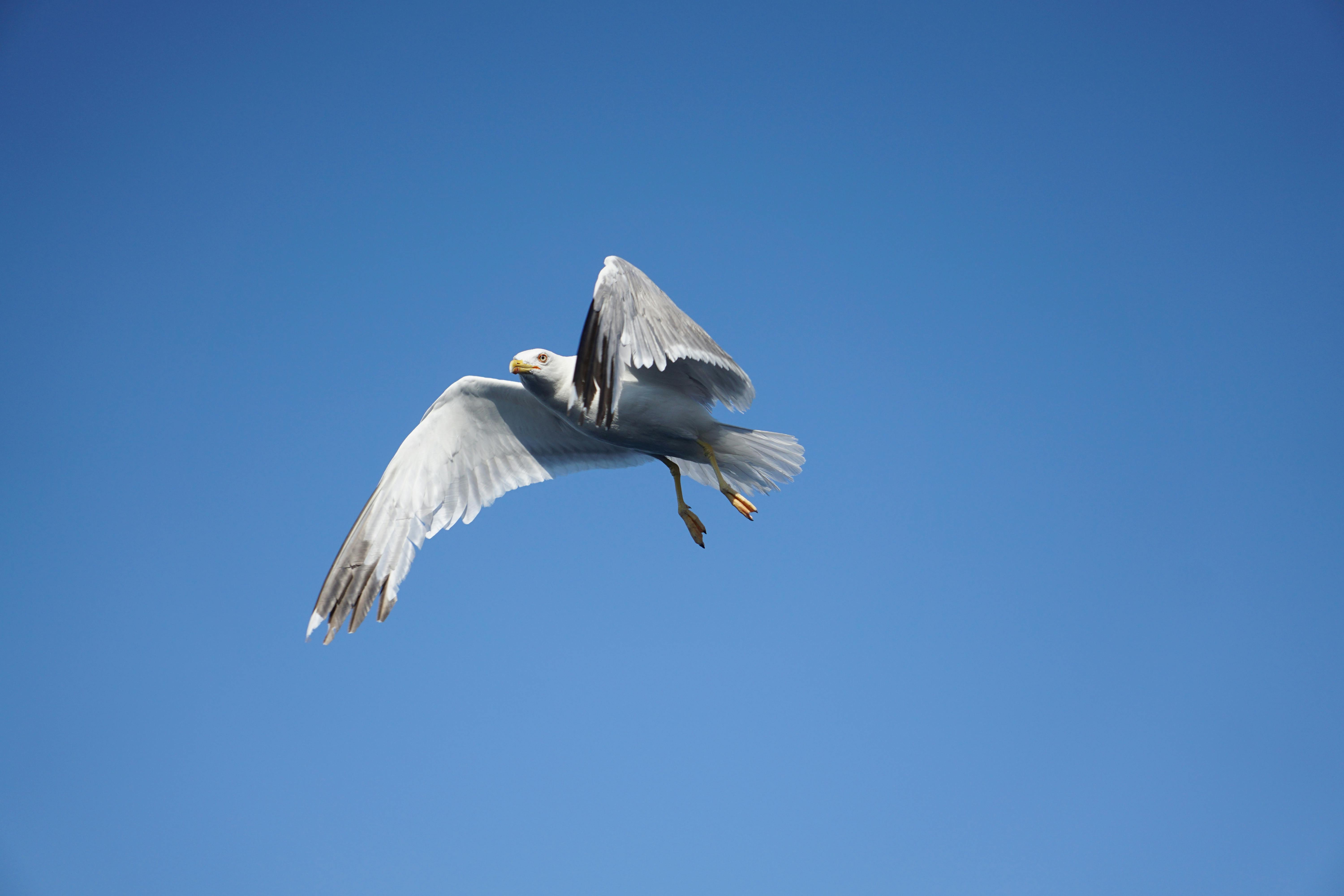 White and Grey Bird Flying Freely at Blue Cloudy Sky · Free Stock Photo