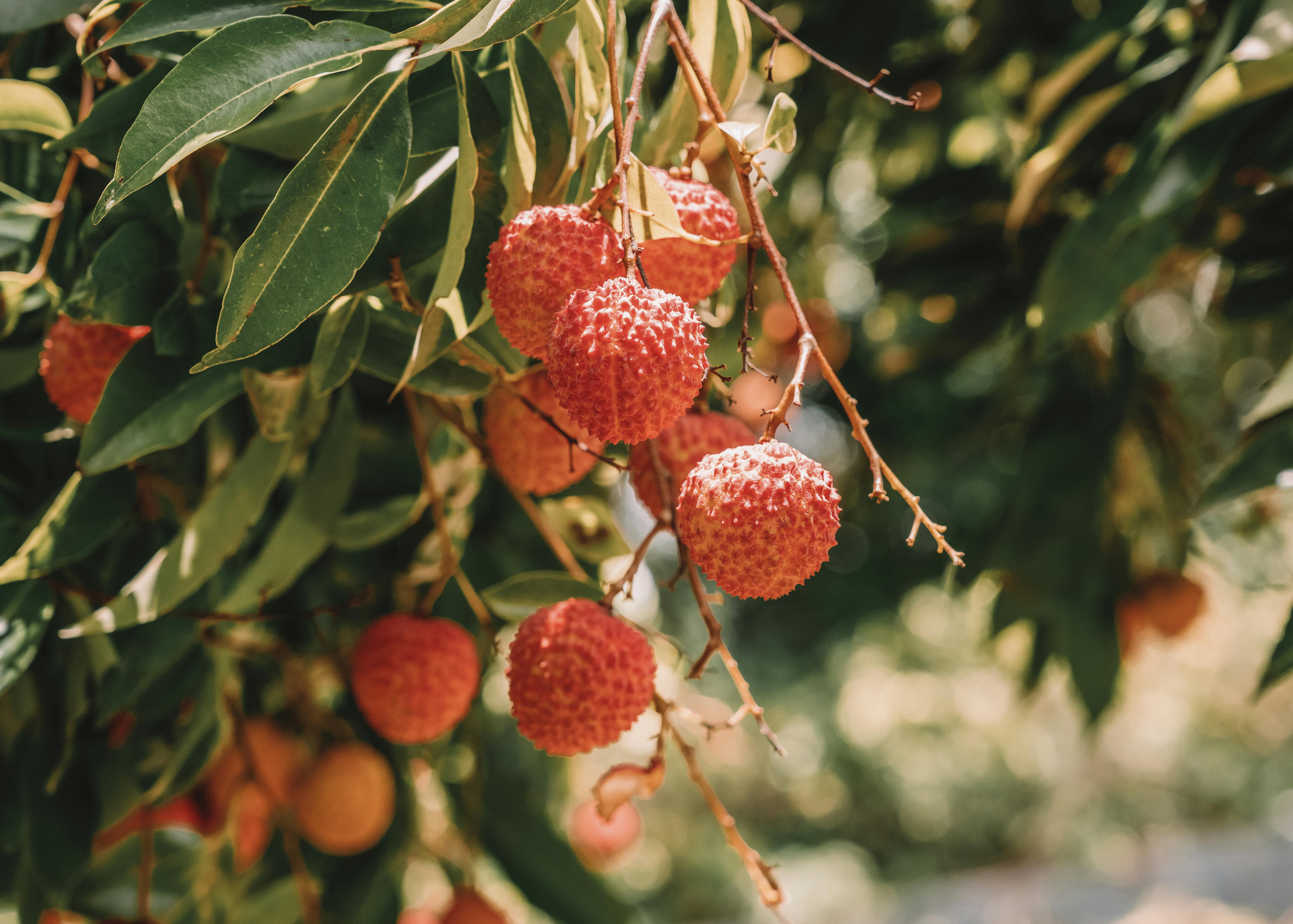 Red Litchi Fruit · Free Stock Photo