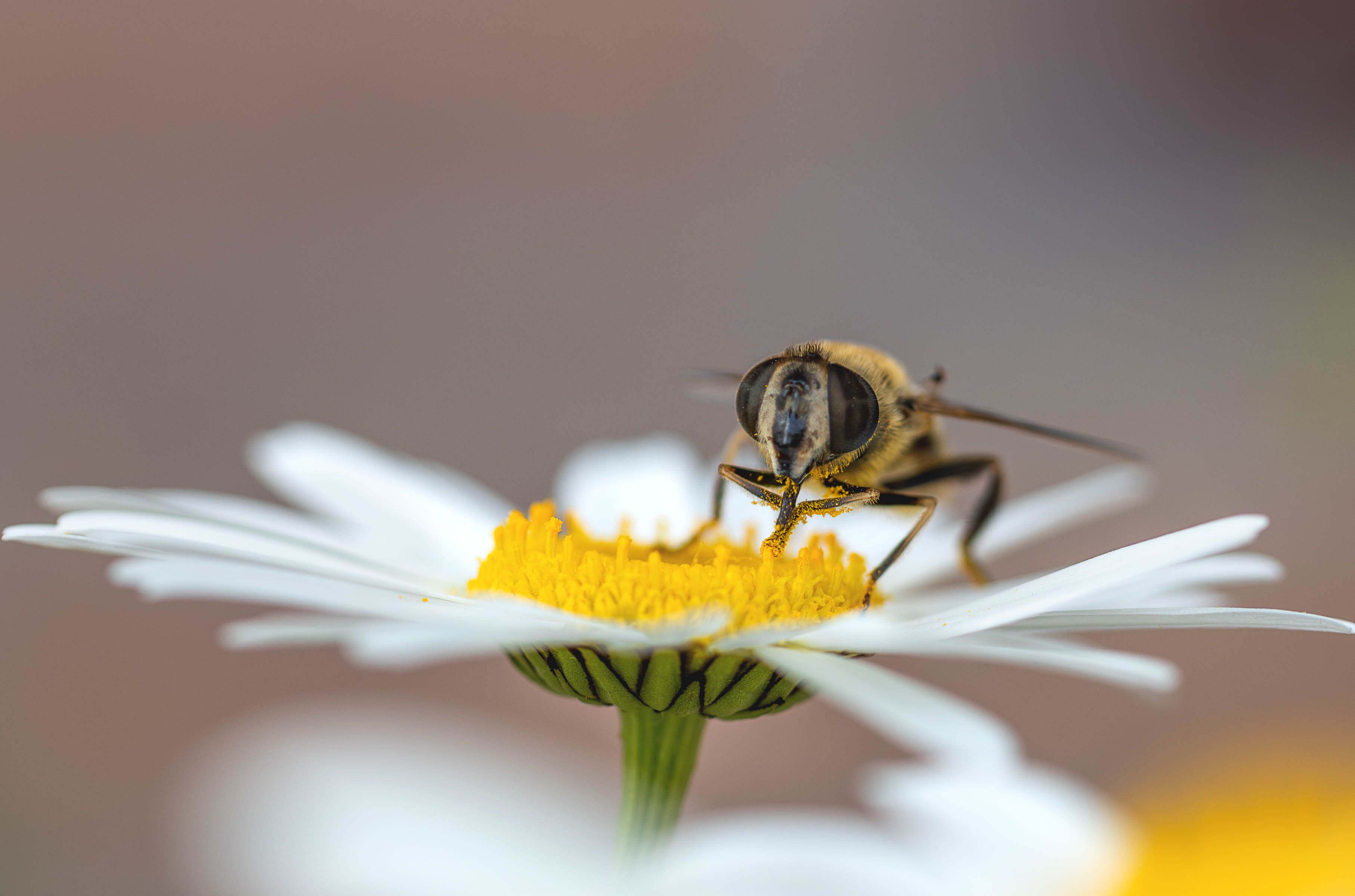 Bee on Flower · Free Stock Photo