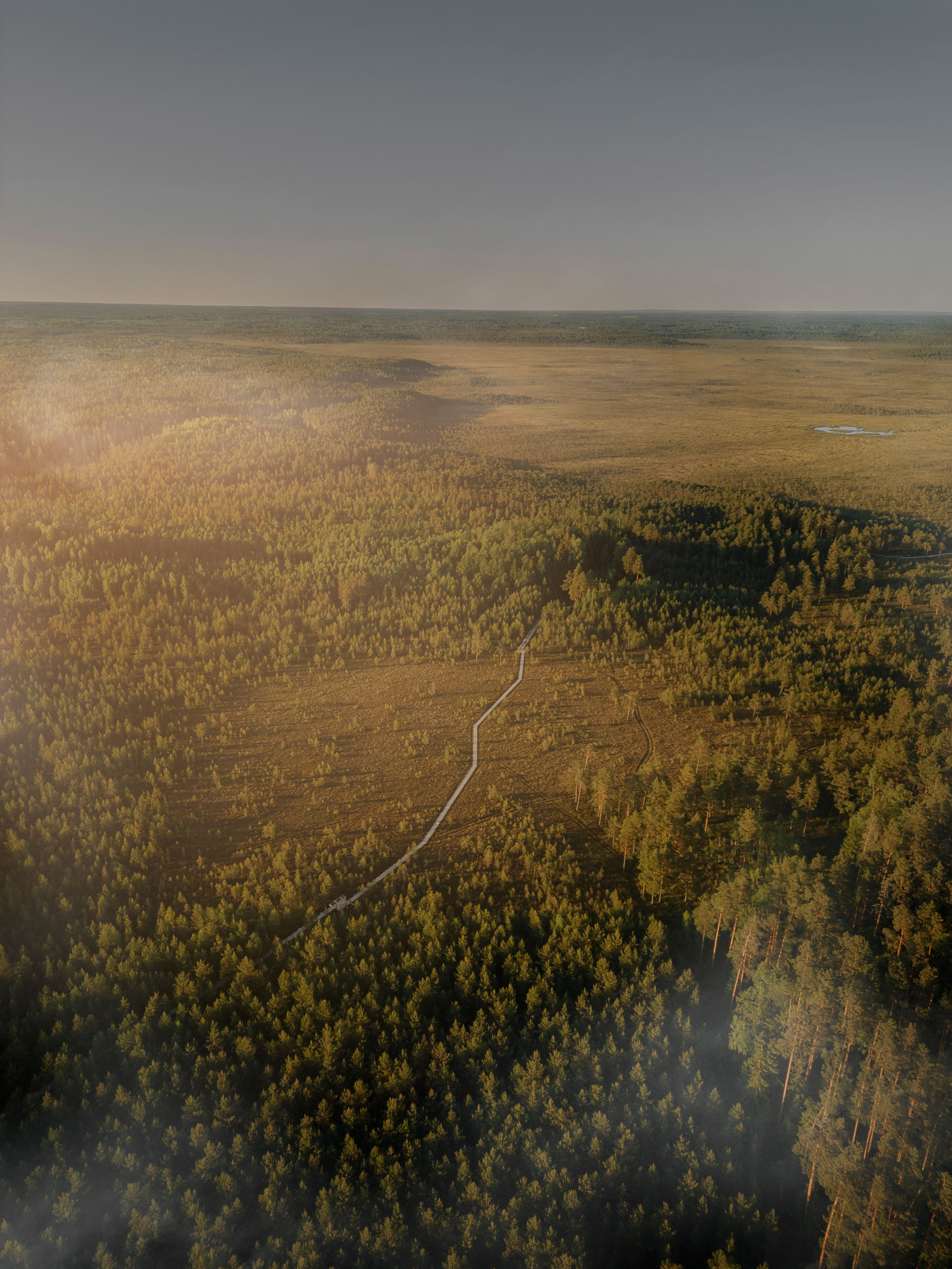 Green Forest on Plains · Free Stock Photo