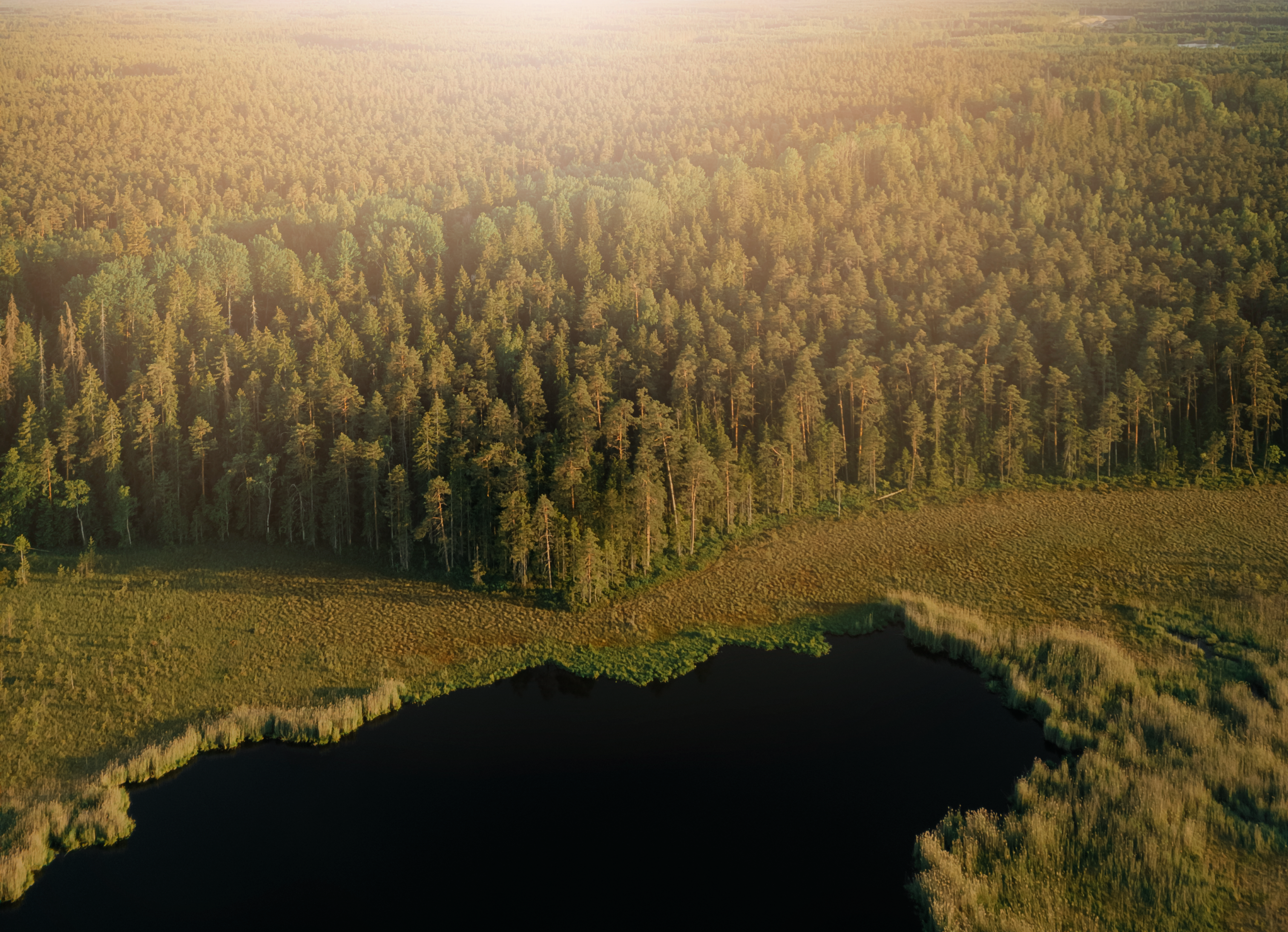 Sunlight over Forest and Lake · Free Stock Photo