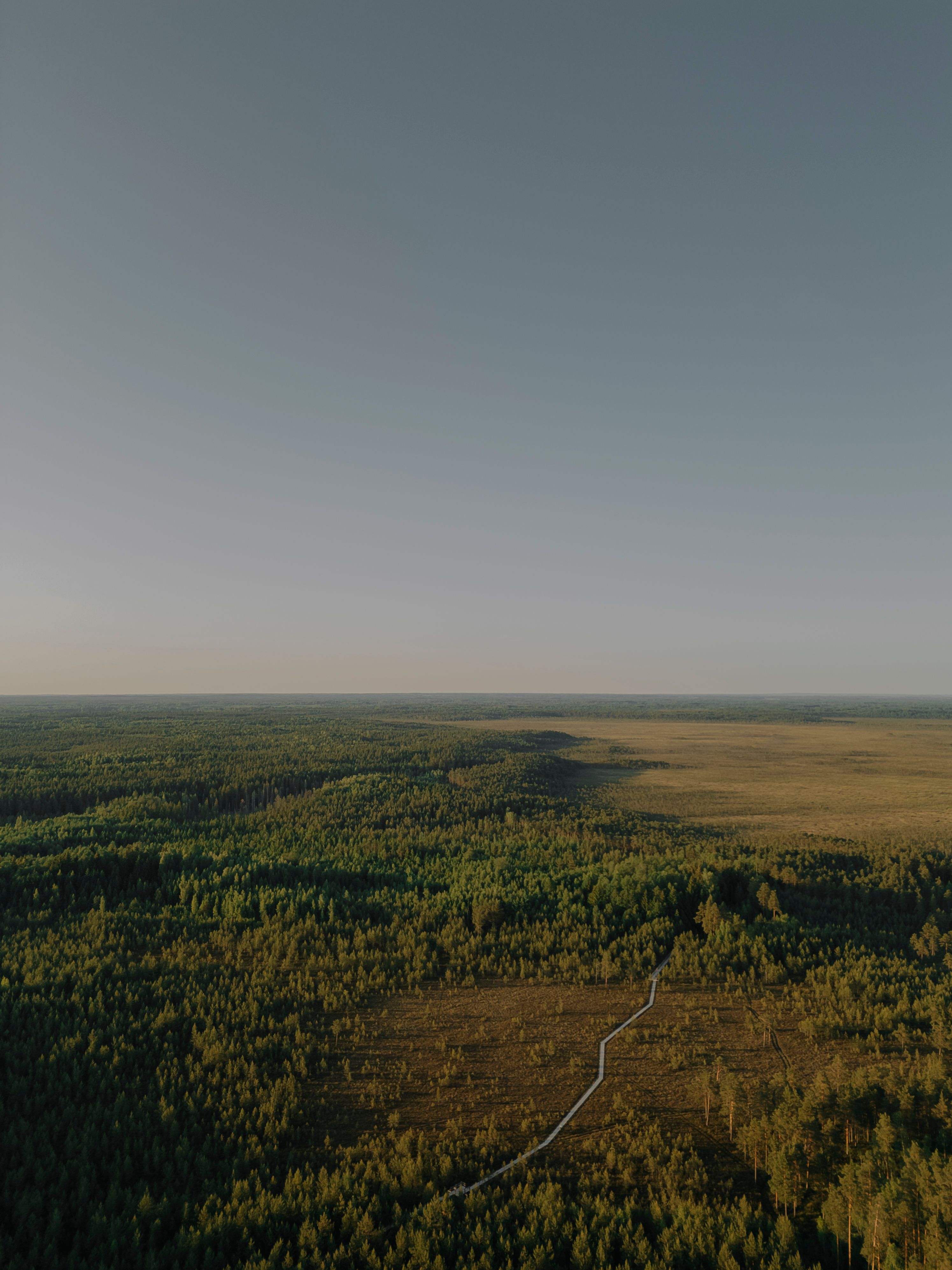 Forest on Plains · Free Stock Photo
