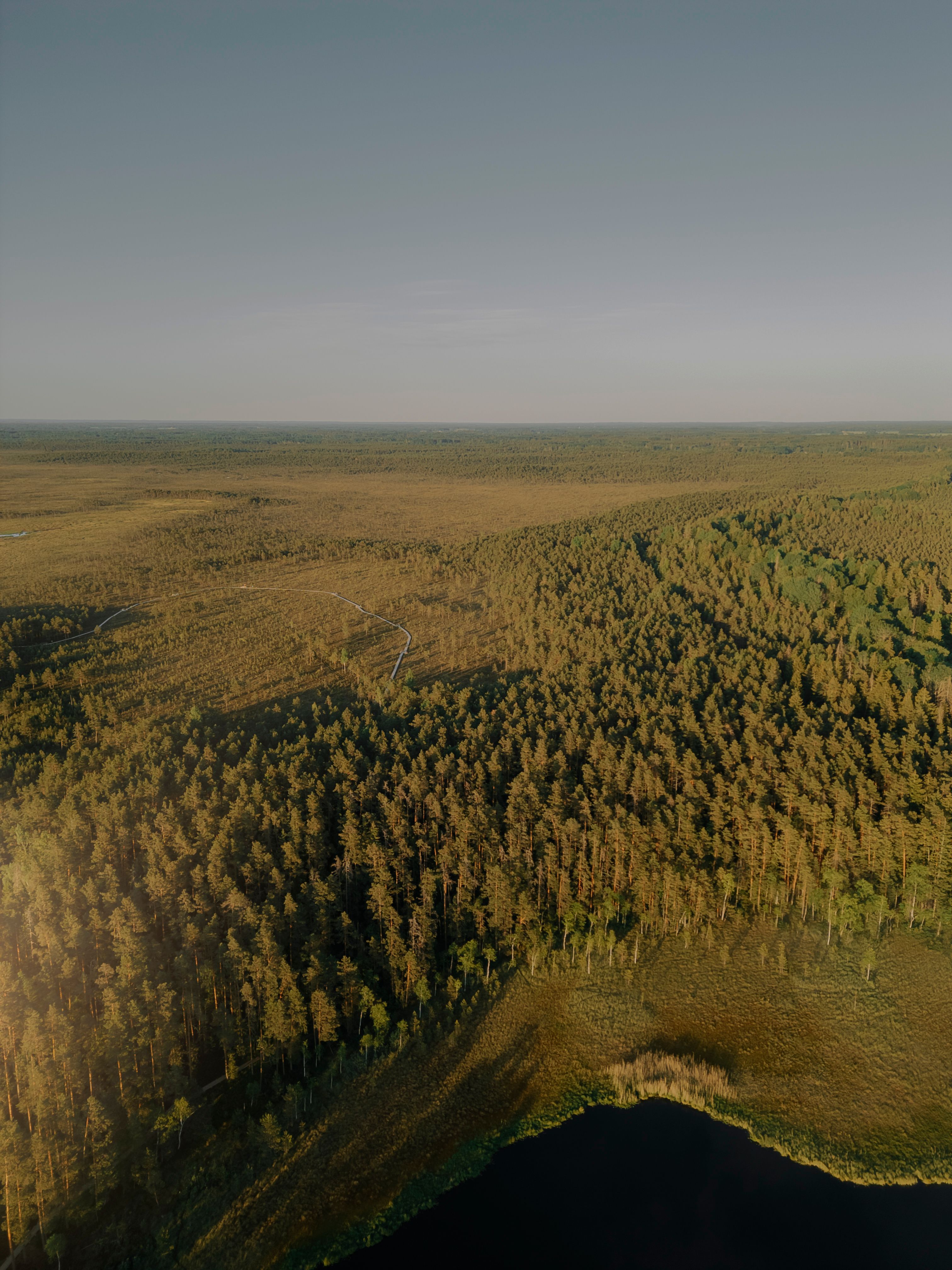 Plains with Green Forest · Free Stock Photo