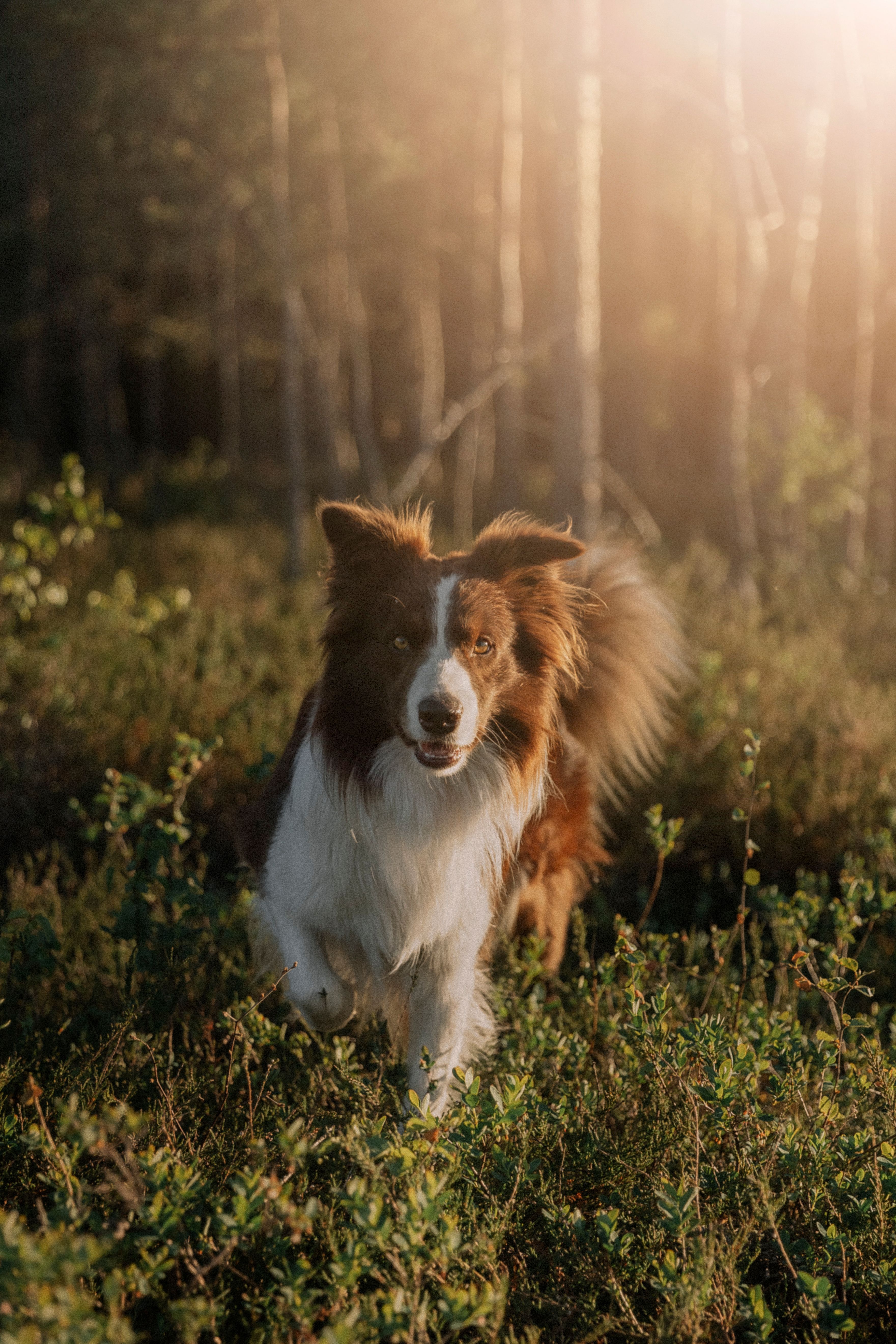 Close up of Border Collie · Free Stock Photo