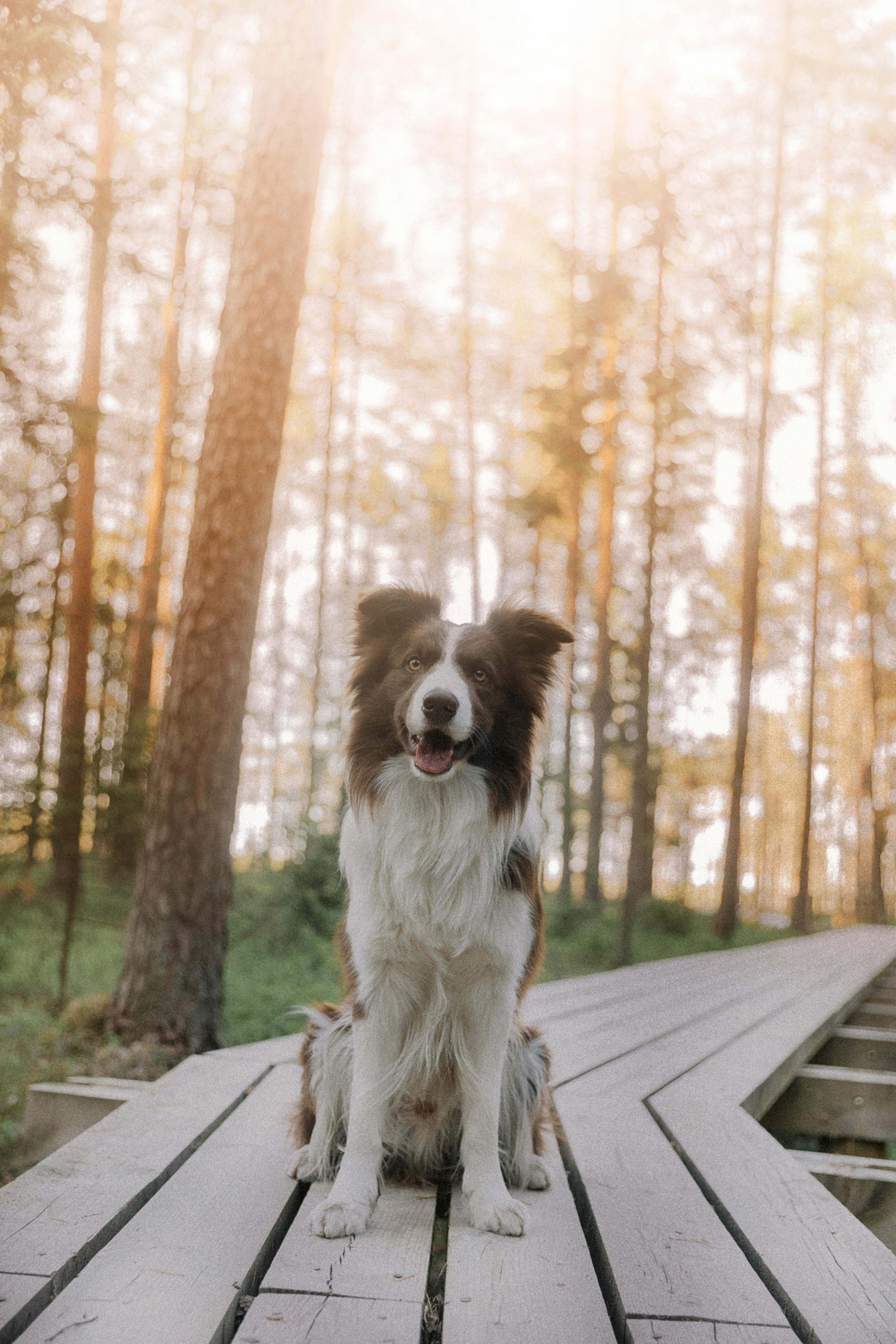 Dogs Of The World Photos, Download The BEST Free Dogs Of The World ...