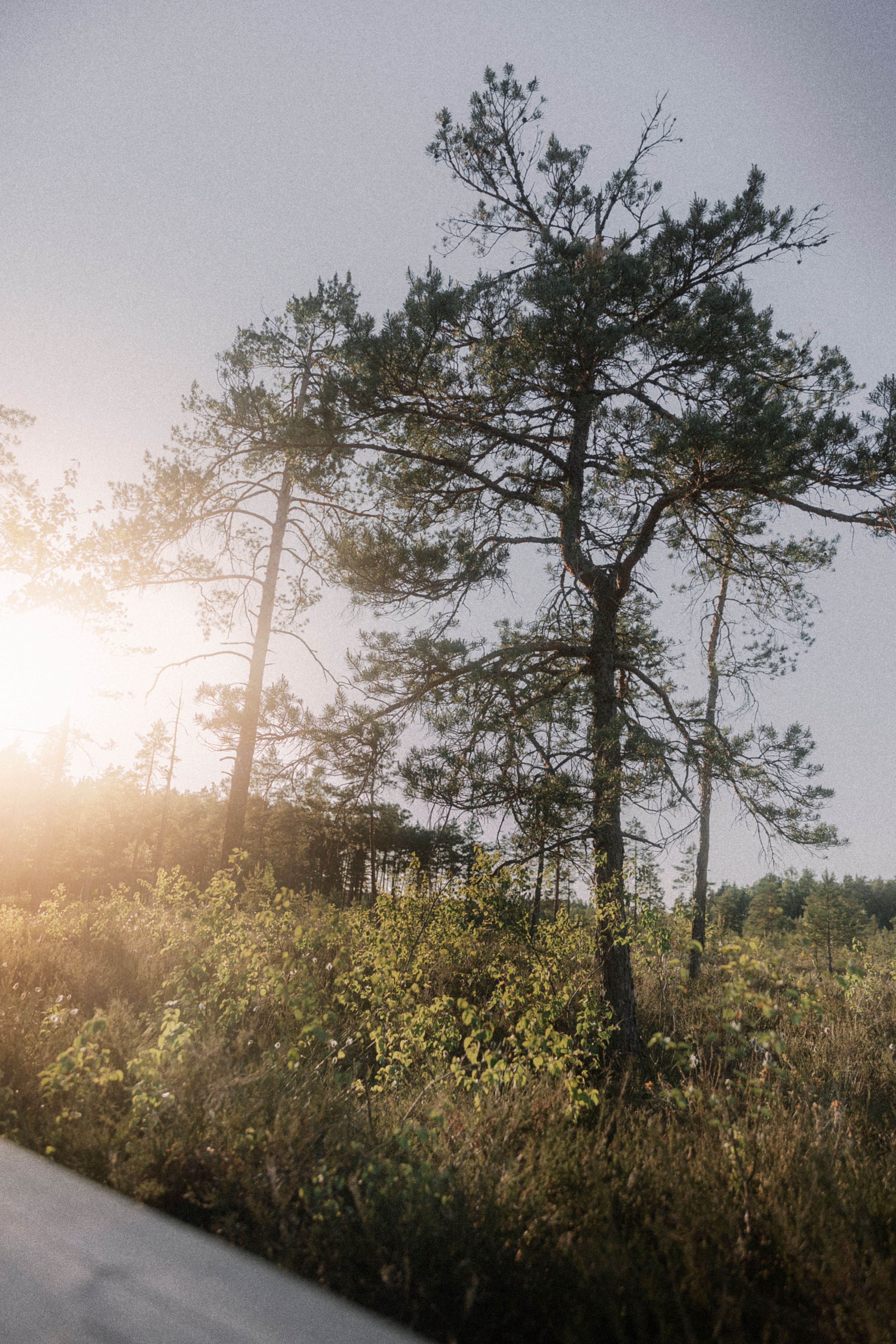 Sunlight over Trees at Sunset · Free Stock Photo