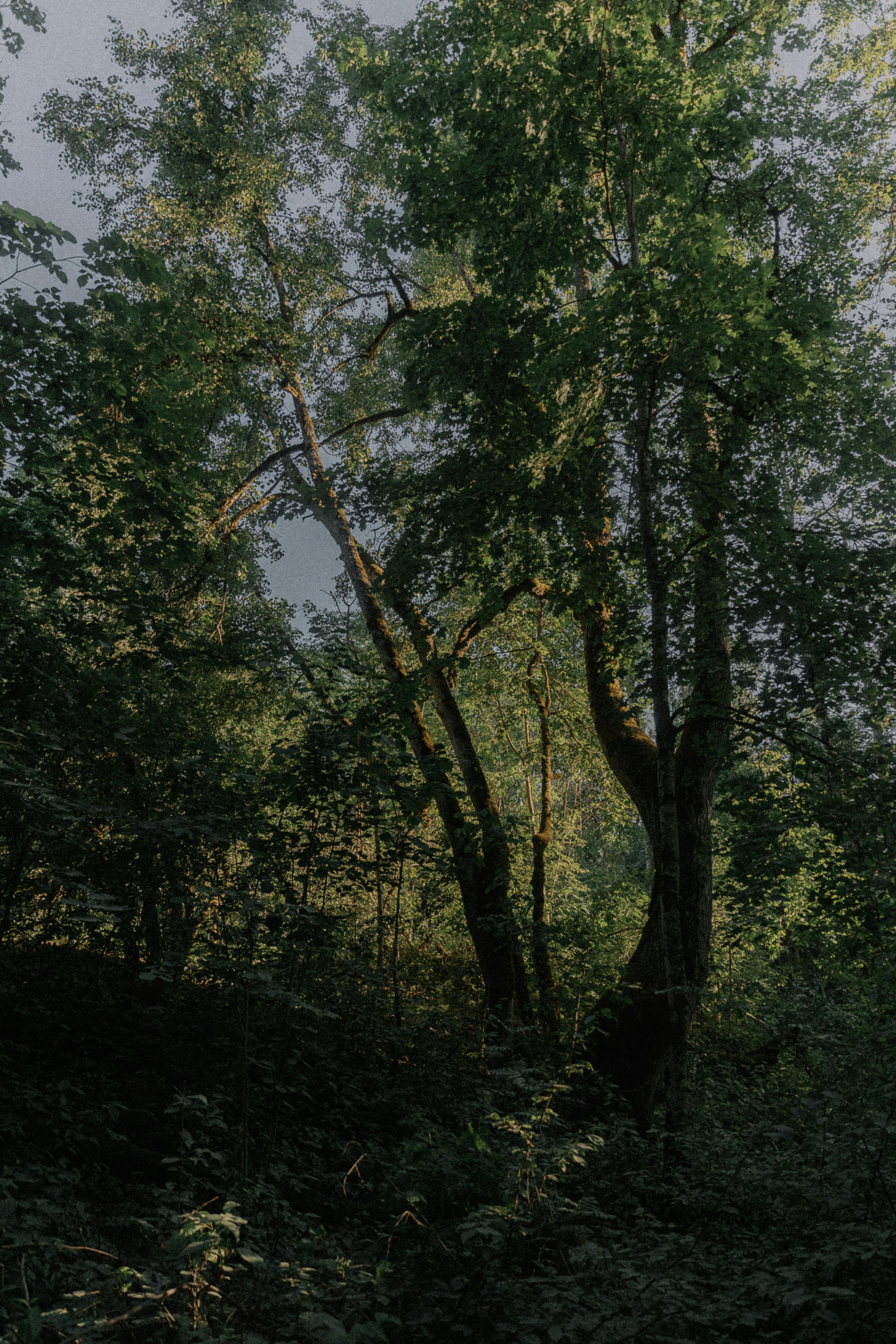 Green Tress Growing in Summer Forest · Free Stock Photo