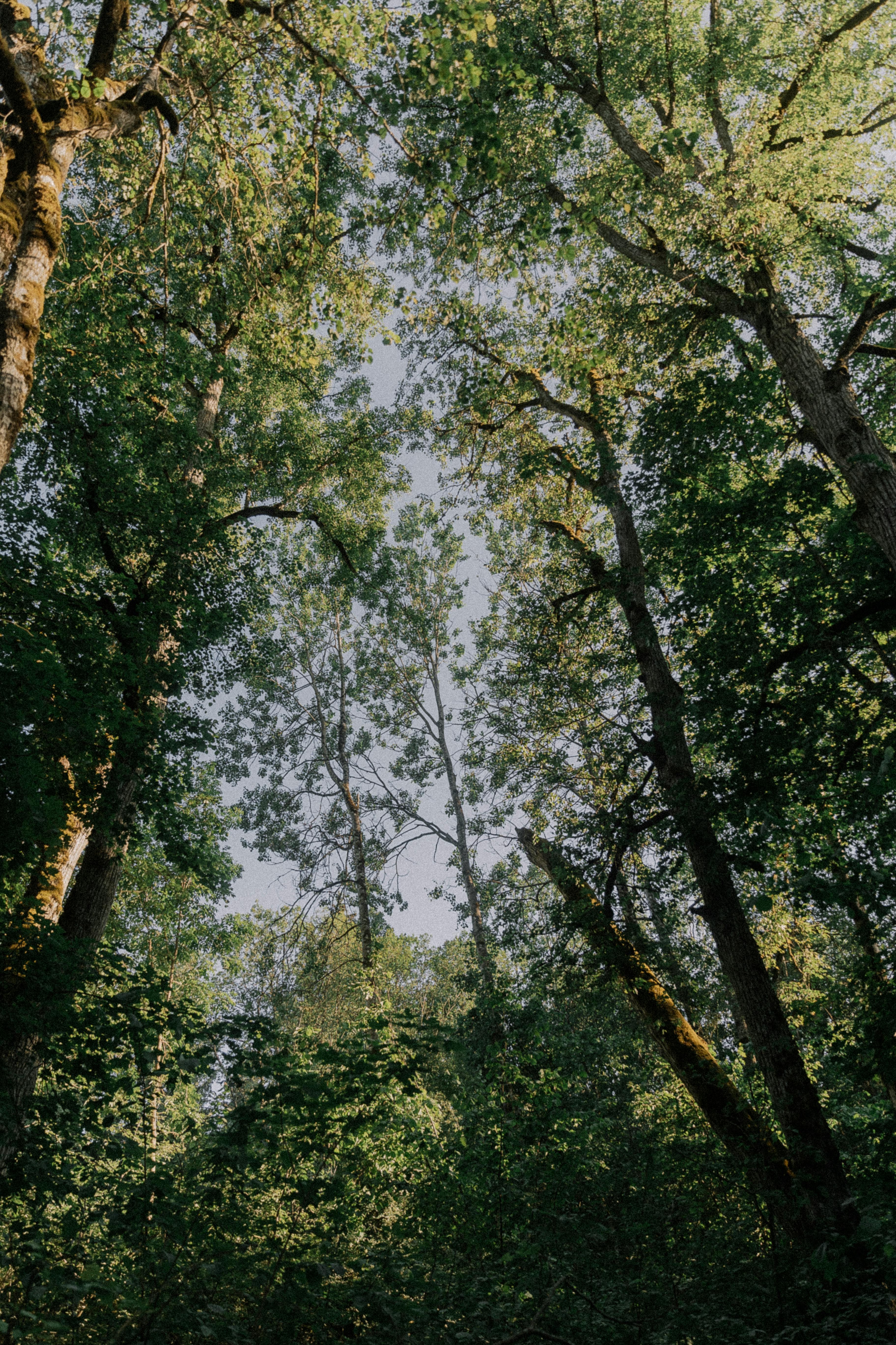 Low-Angle Shot of Trees · Free Stock Photo