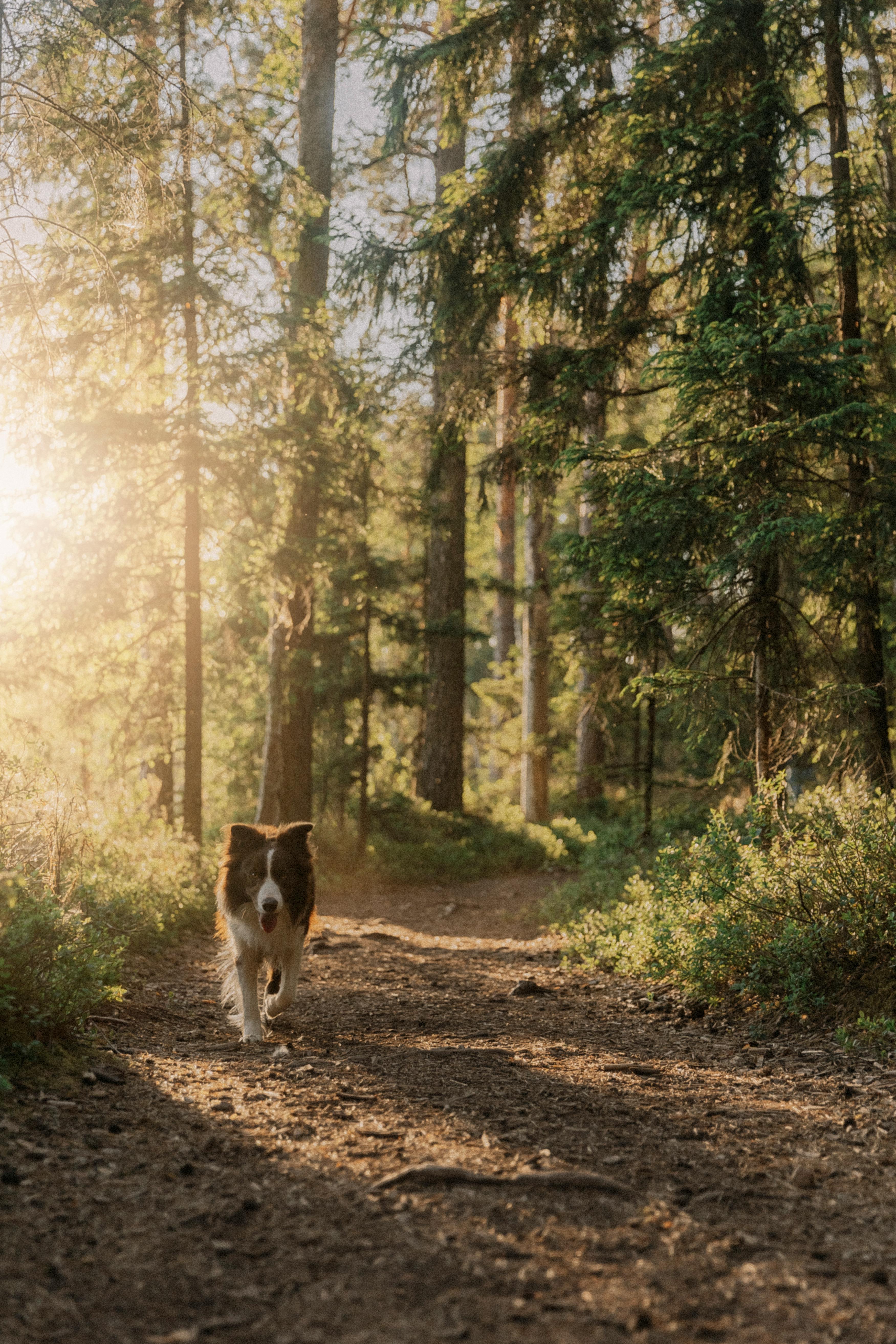 Dogs Running on the Field Under Blue Sky · Free Stock Photo