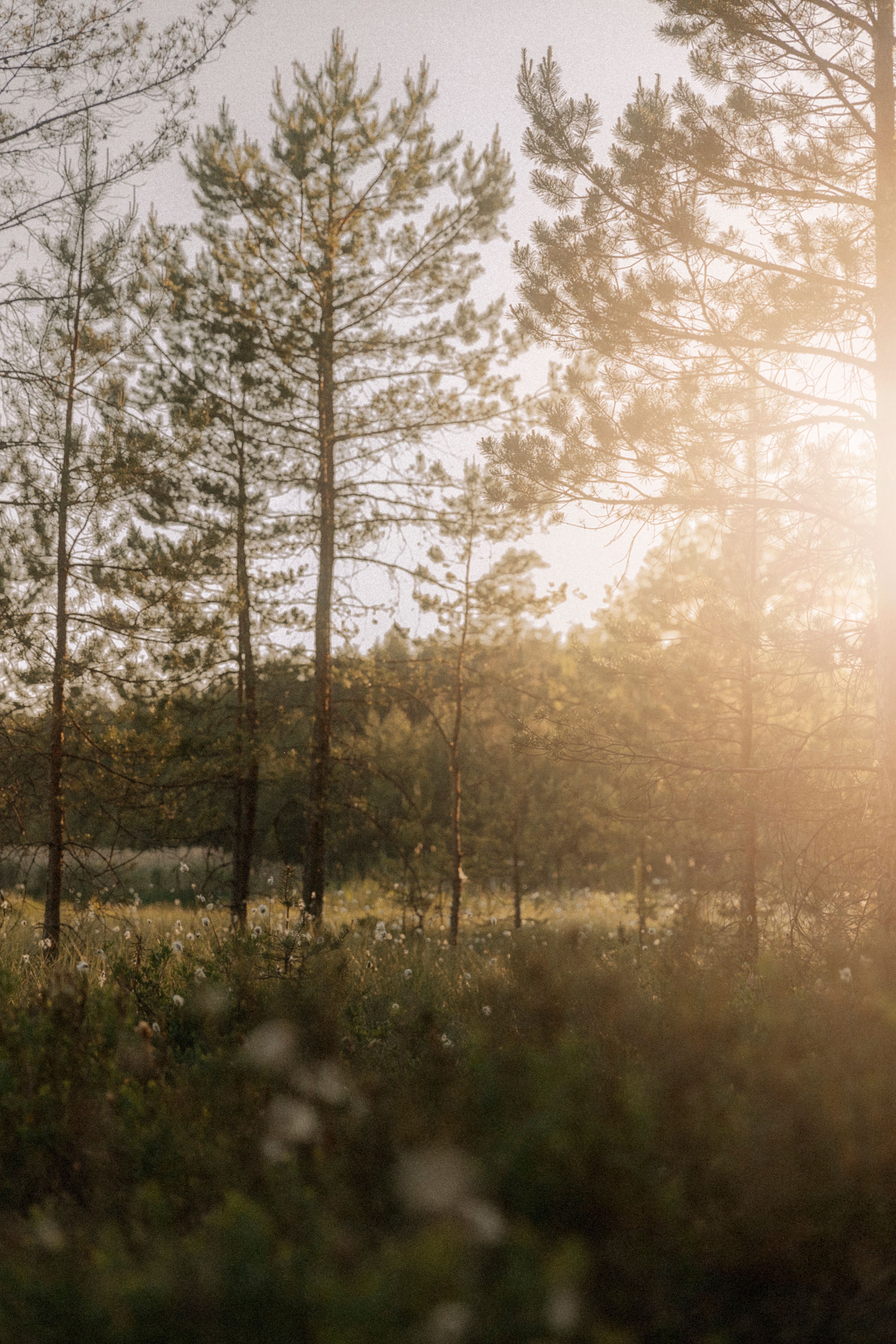 Sunlight over Trees in Forest · Free Stock Photo