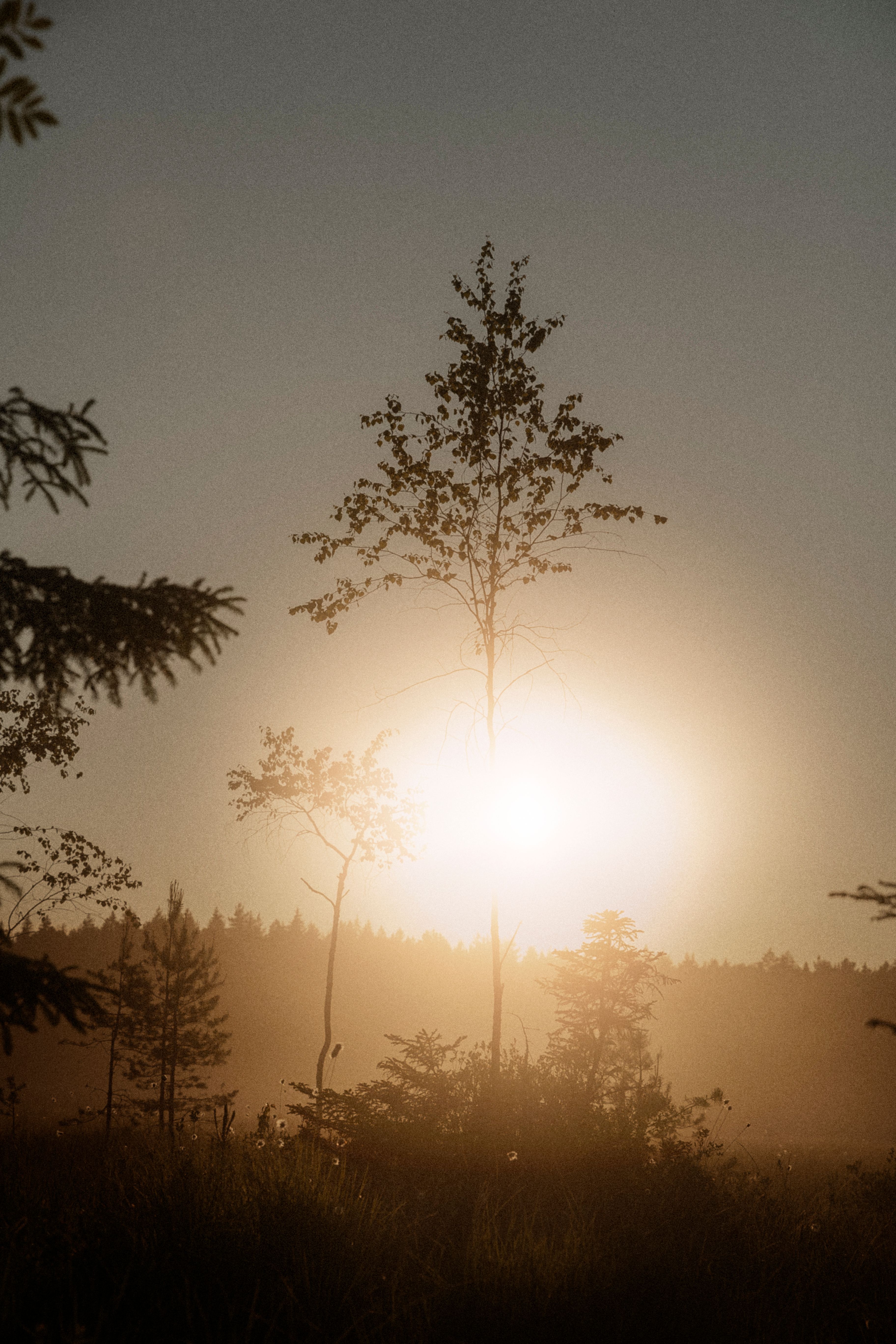 Sun Setting on Horizon in Nature · Free Stock Photo