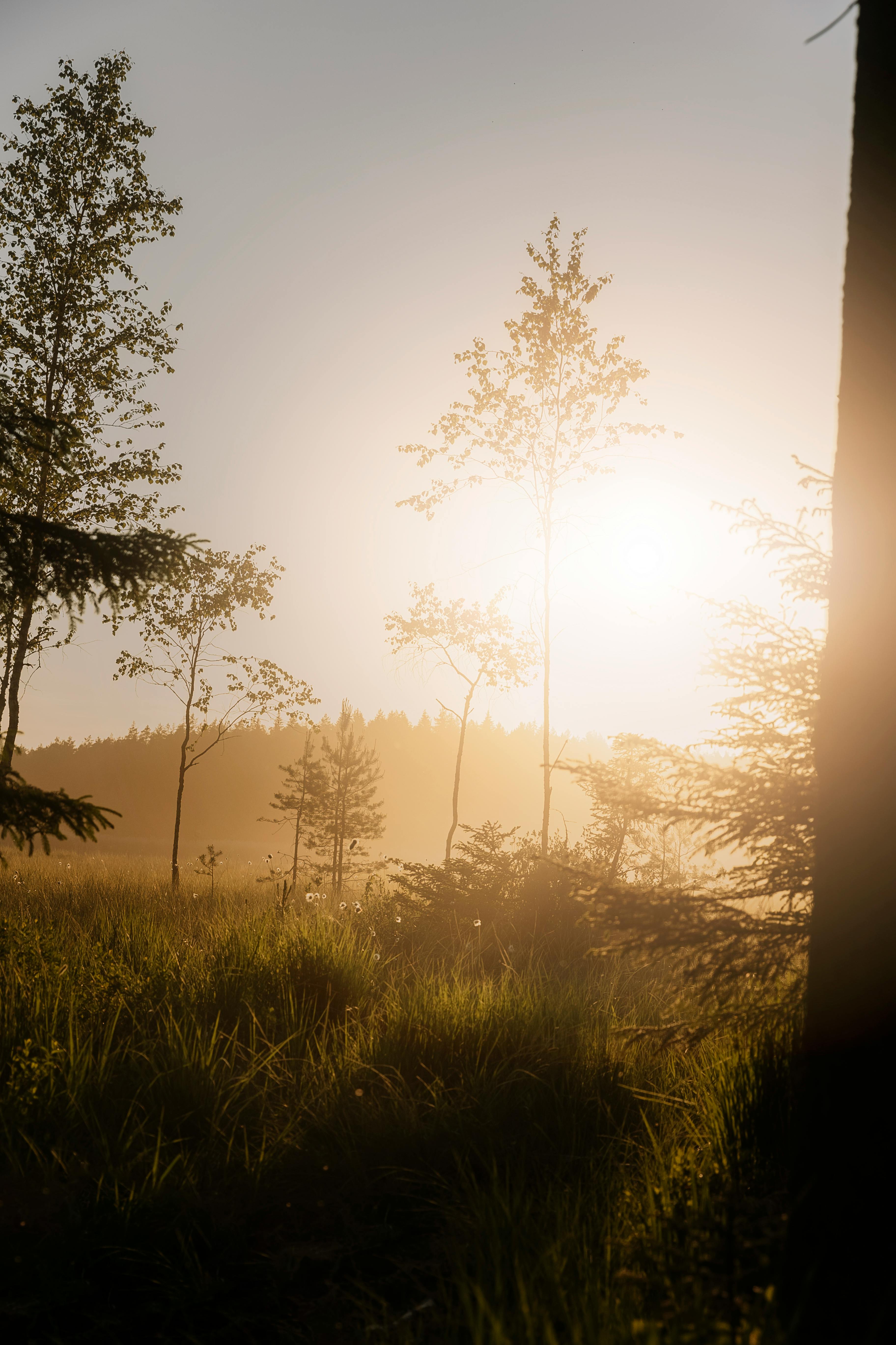 Sunset in Wild Forest · Free Stock Photo