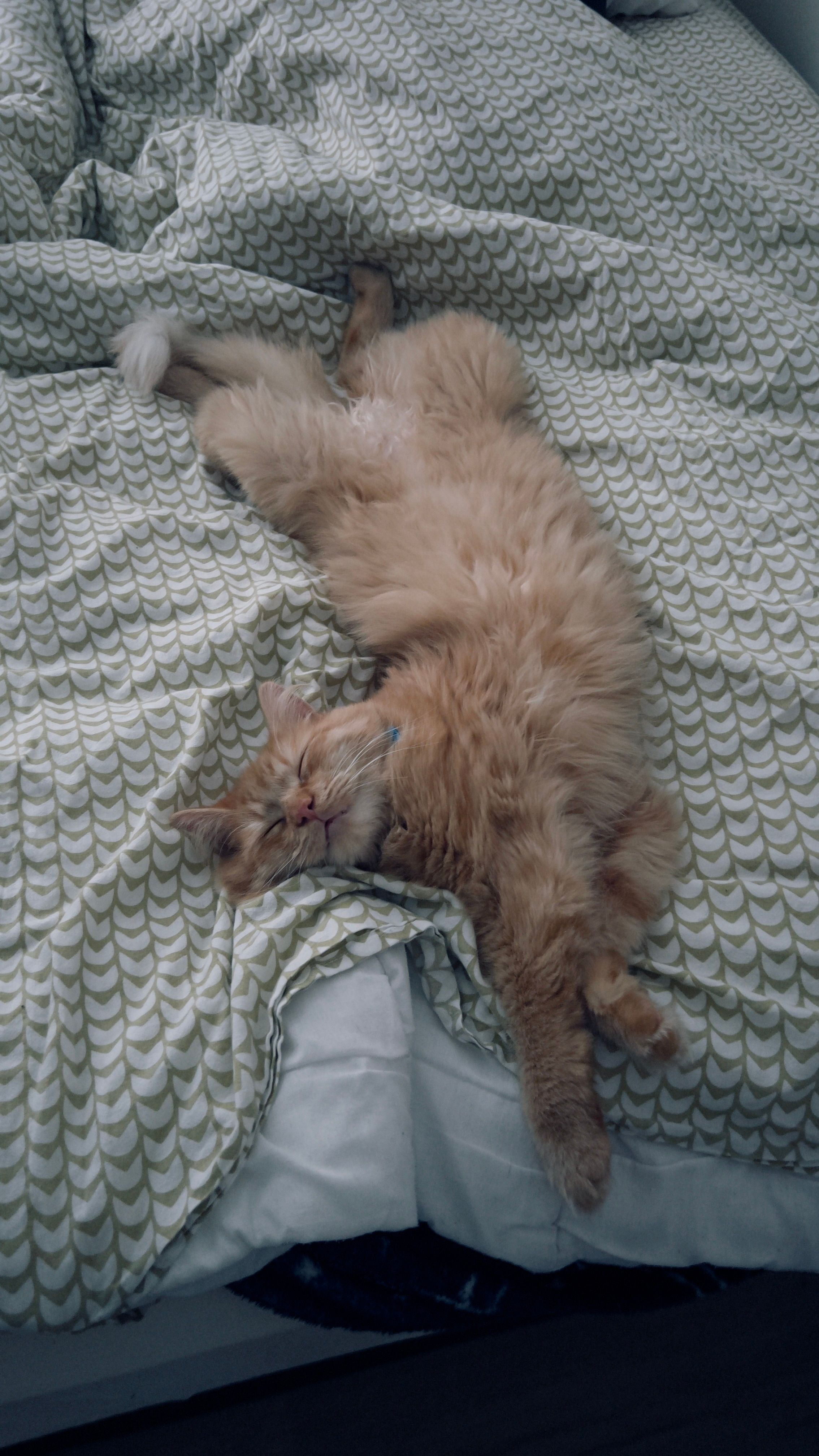 Cat Sleeping on Bed · Free Stock Photo