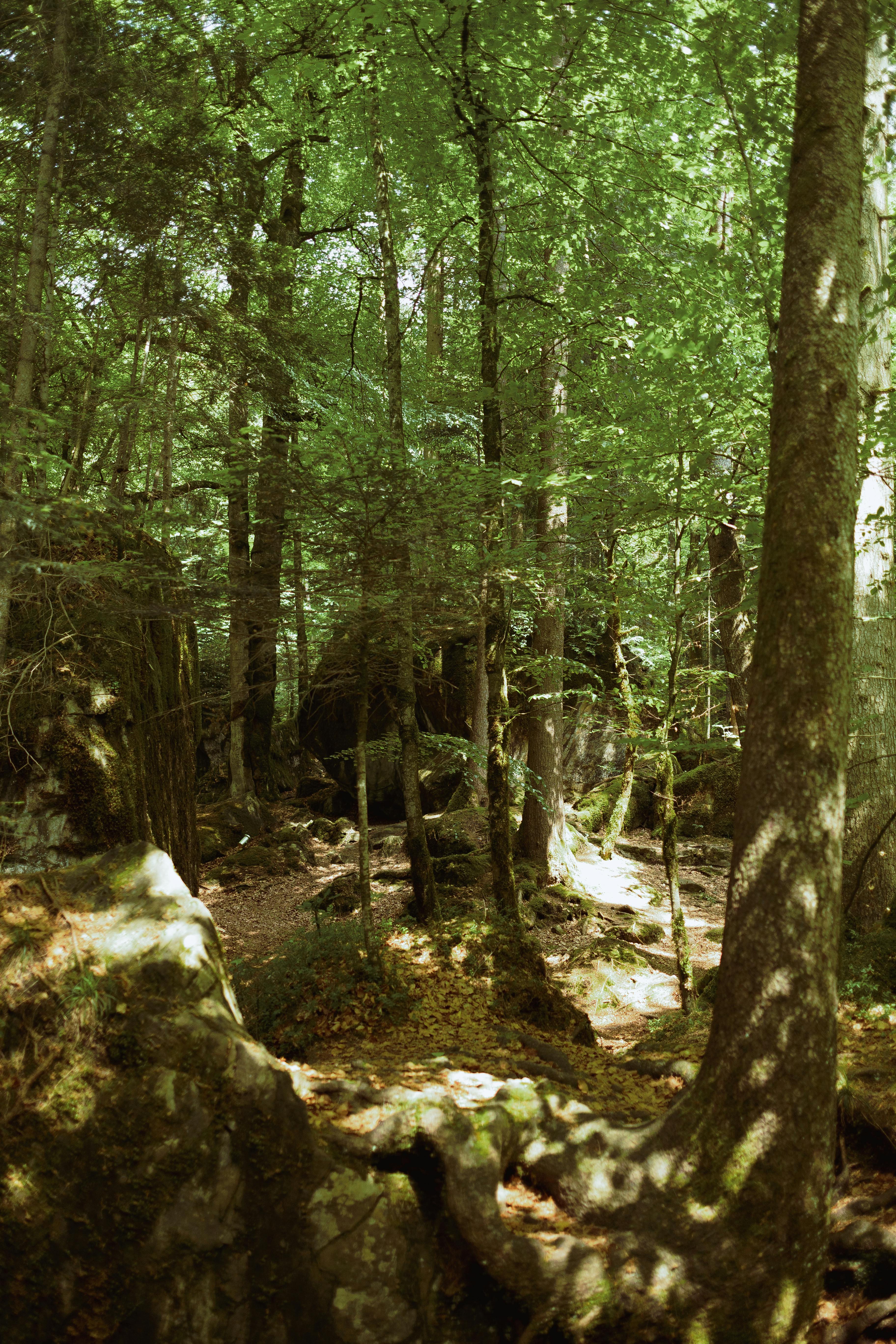 Cliffs inside a Forest · Free Stock Photo