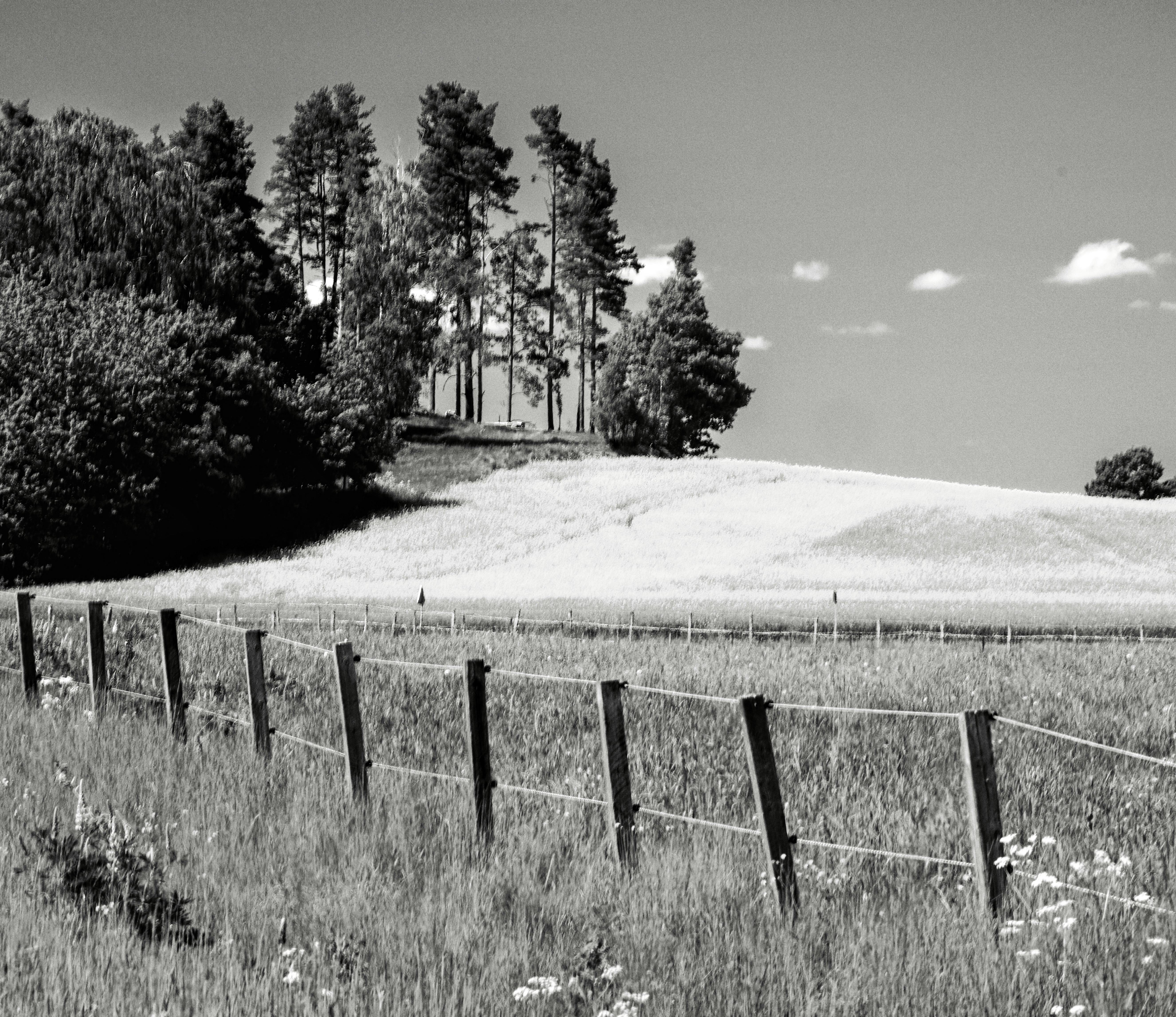 Countryside in Black and White · Free Stock Photo
