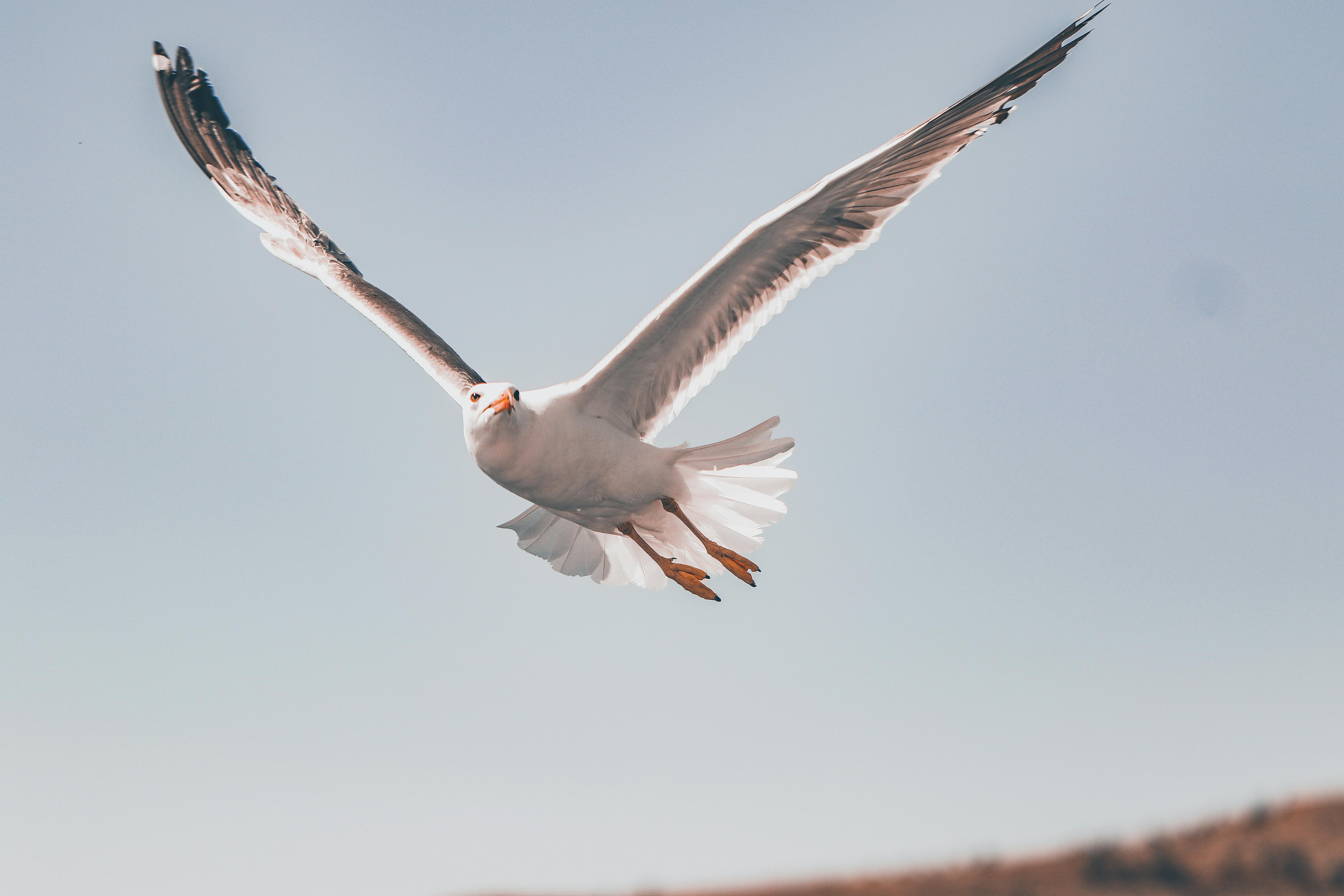 Close up of Flying Seagull · Free Stock Photo