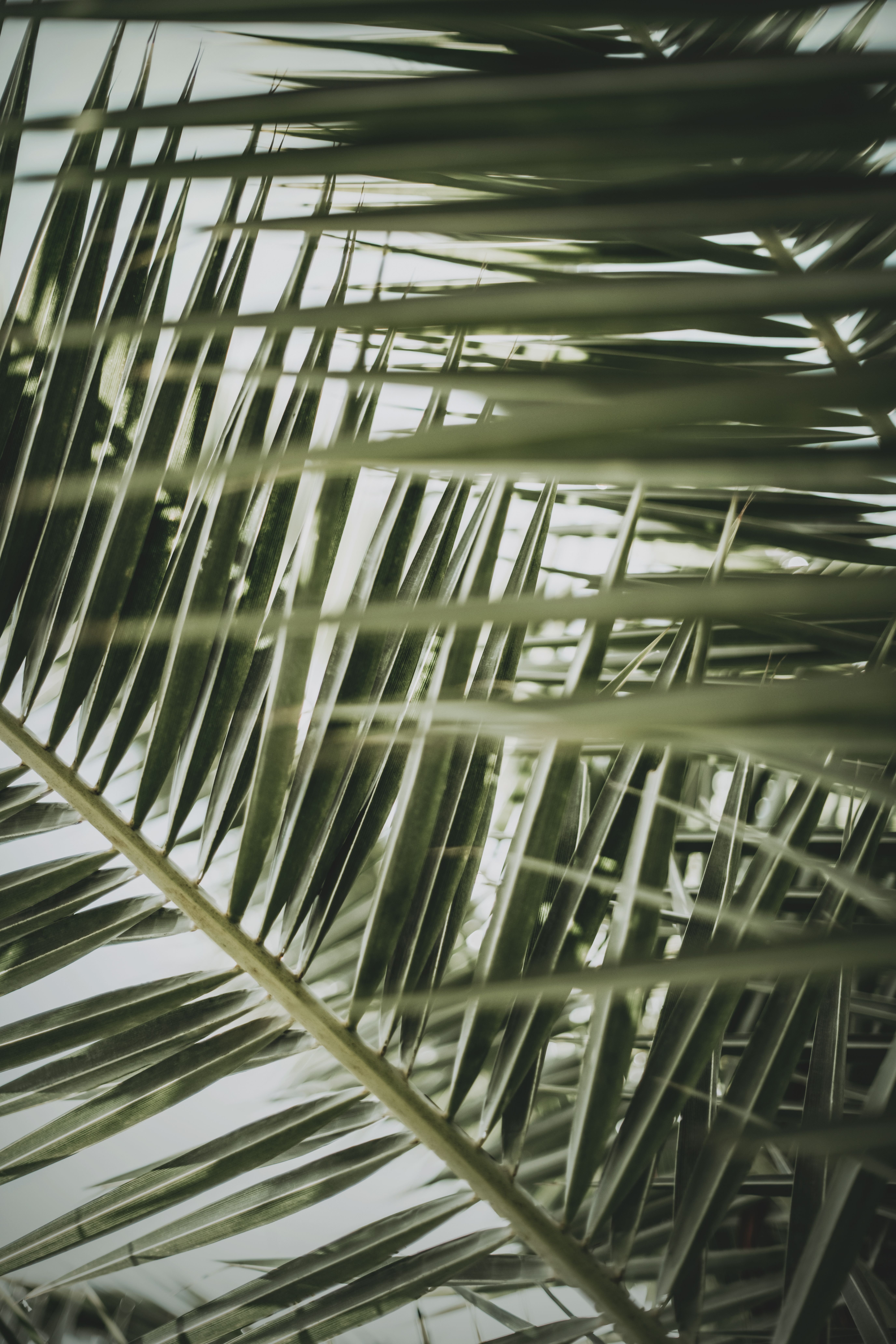 Long Leaves of Plant · Free Stock Photo