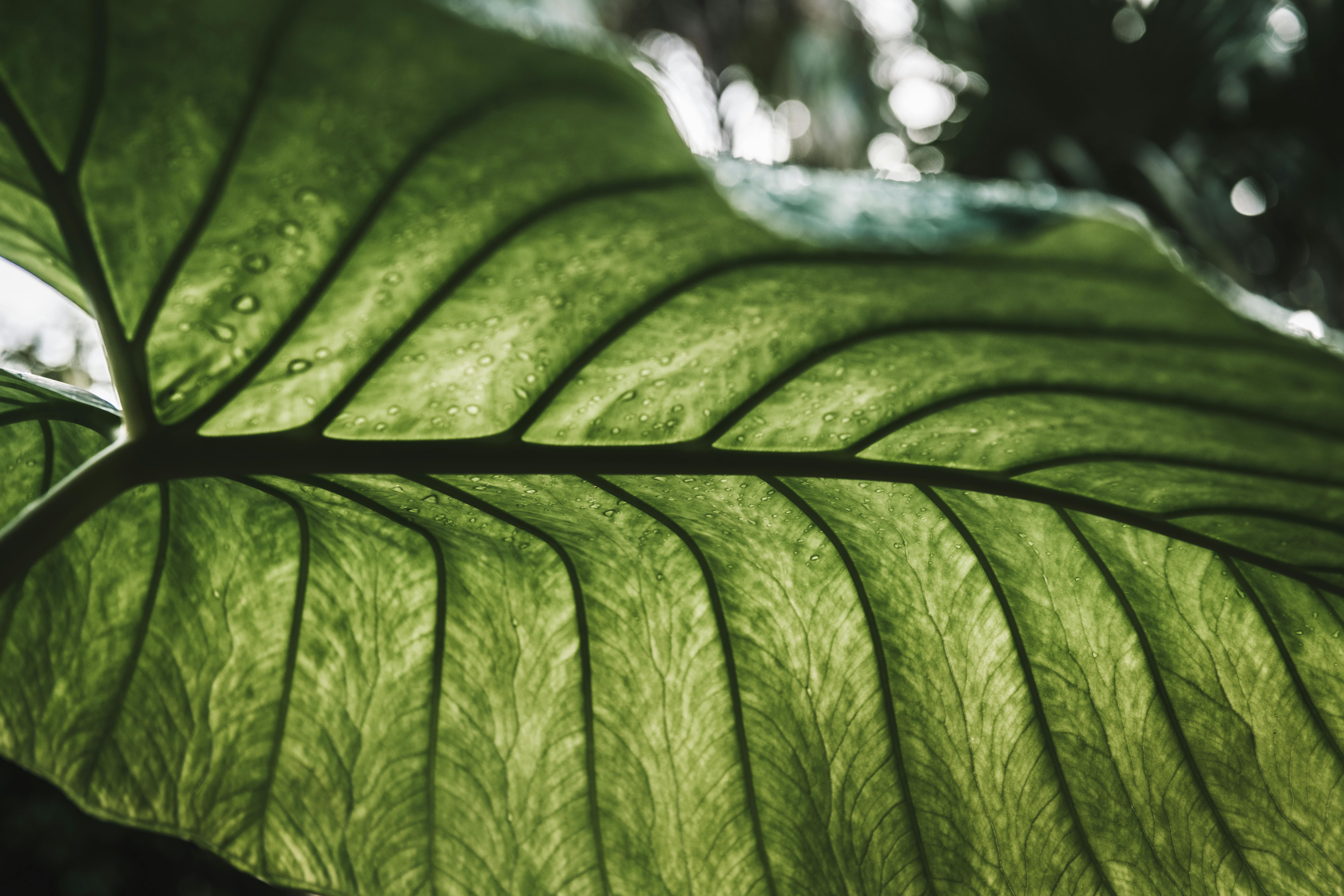 A large leaf with green leaves in the background · Free Stock Photo