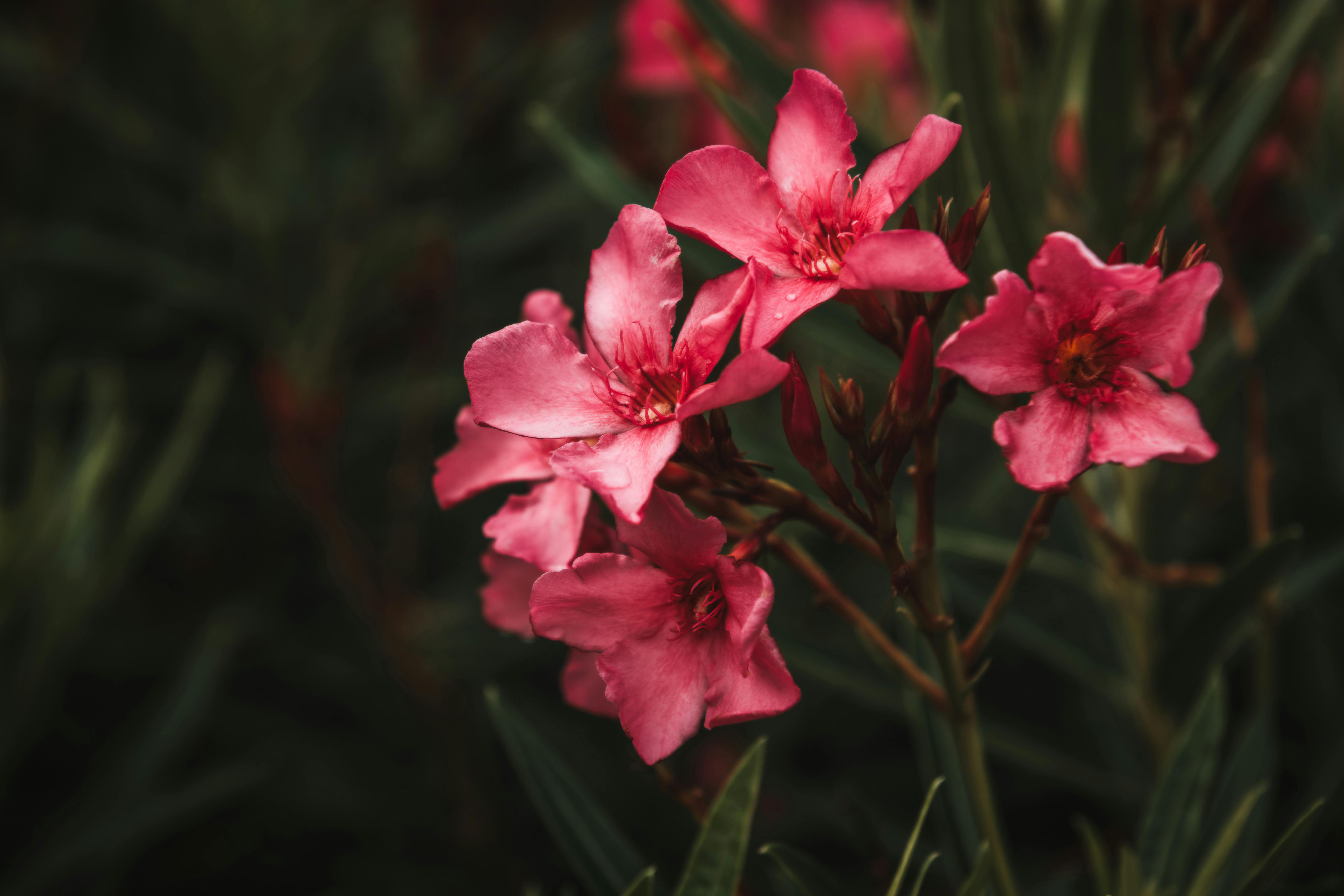 A close up of some pink flowers in the dark · Free Stock Photo