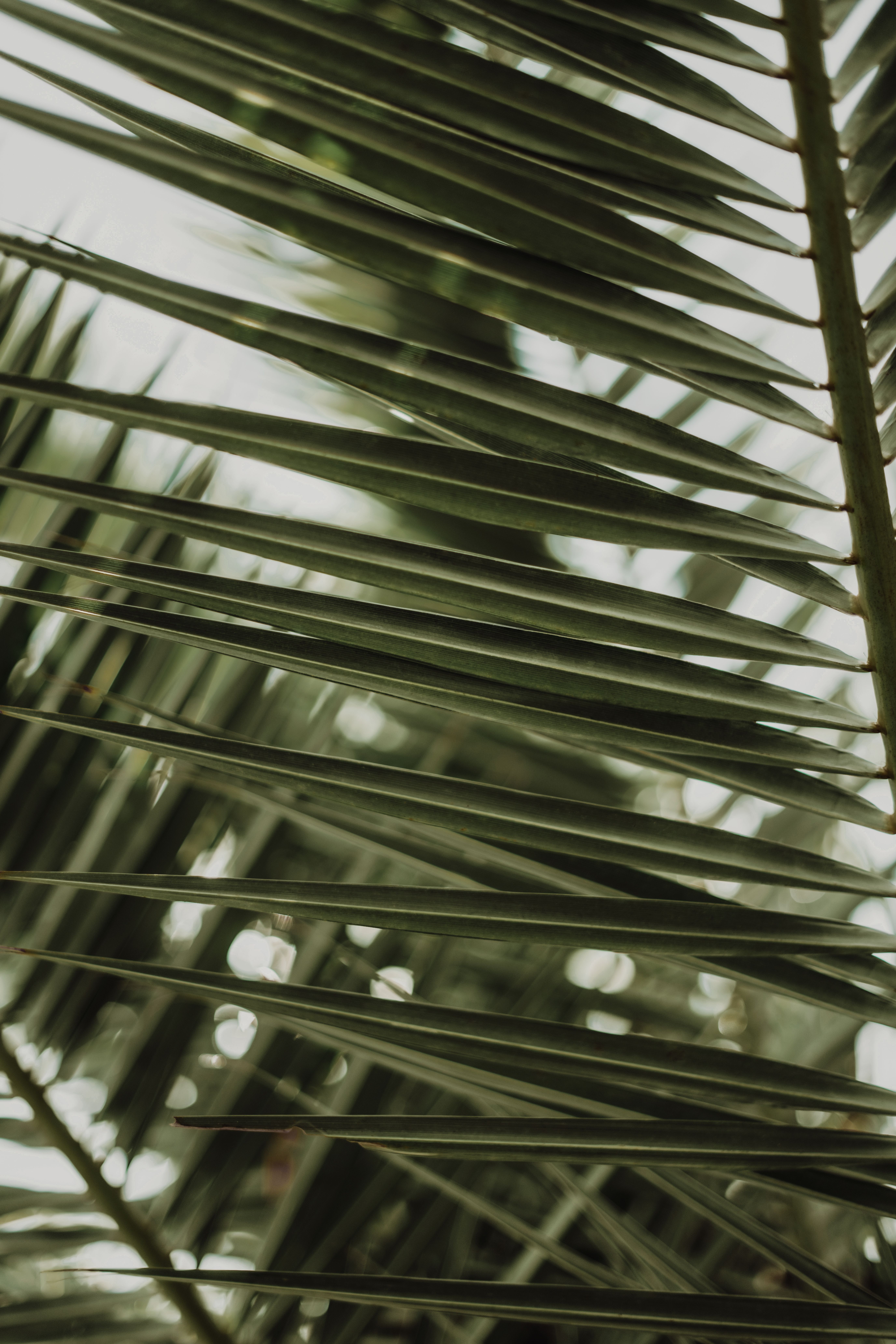 Green, Long Leaves of Plant · Free Stock Photo
